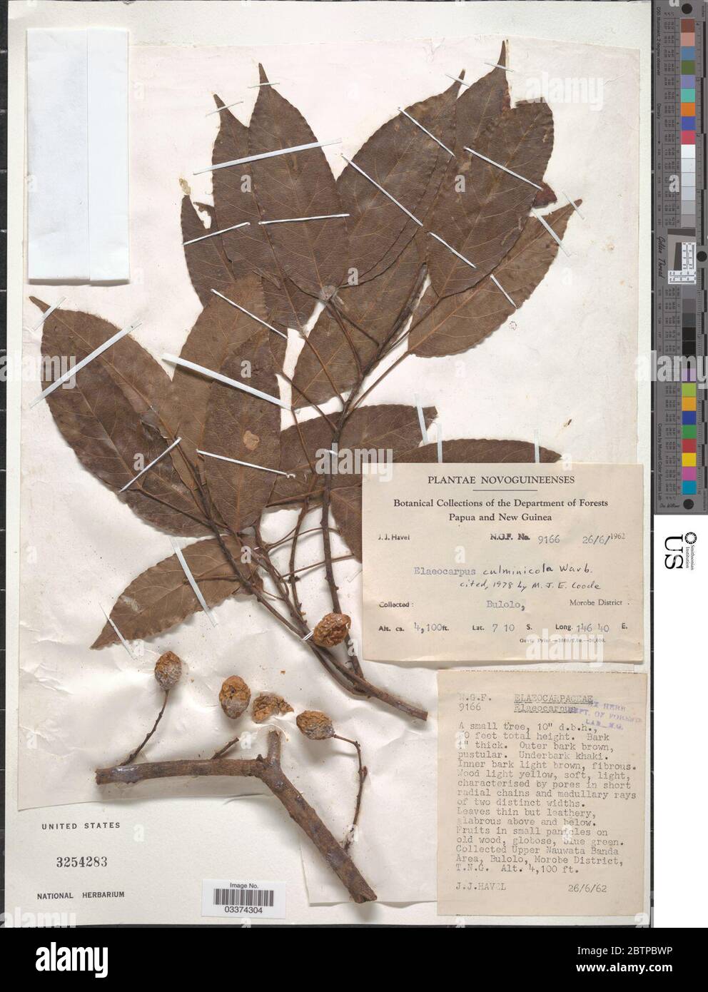 Elaeocarpus culminicola Warb Stock Photo - Alamy