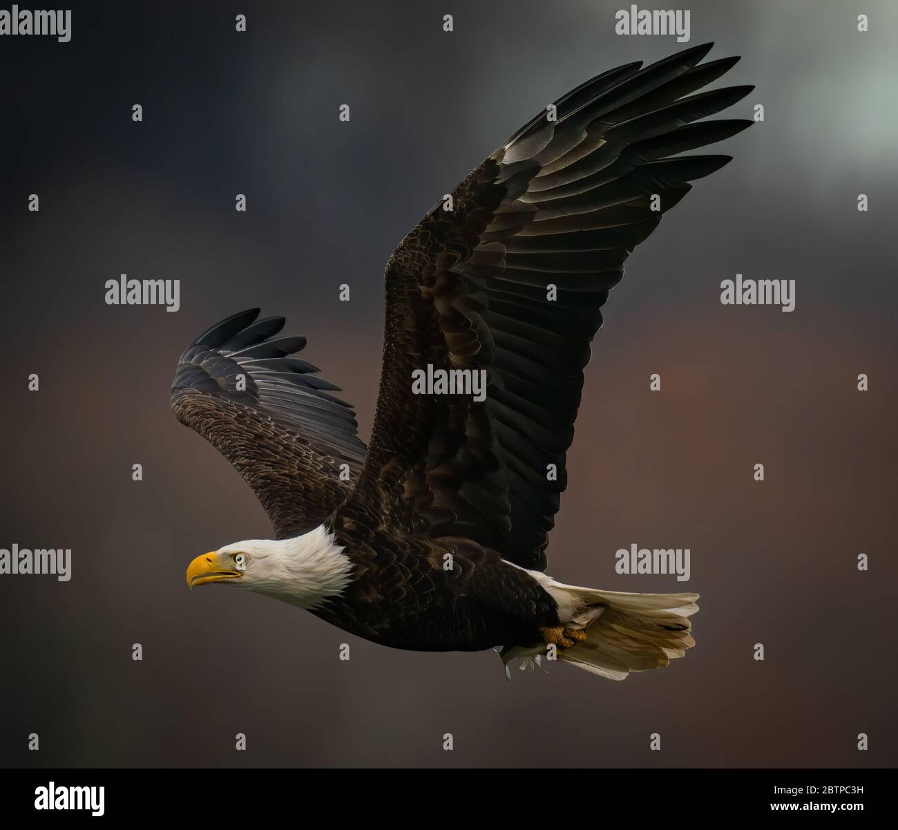 Bald eagle flying close up hi-res stock photography and images - Alamy