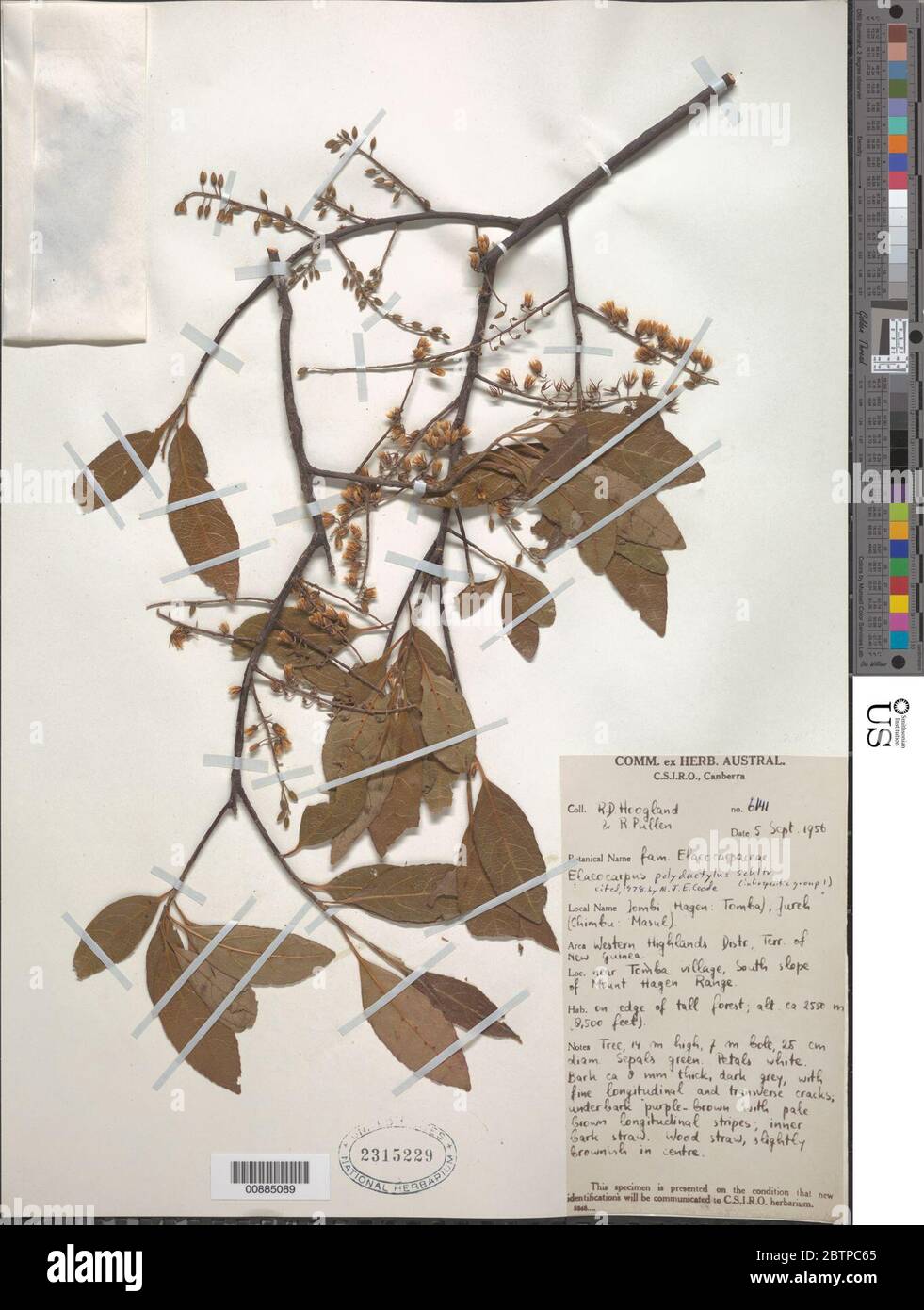 Polydactylus hi-res stock photography and images - Alamy