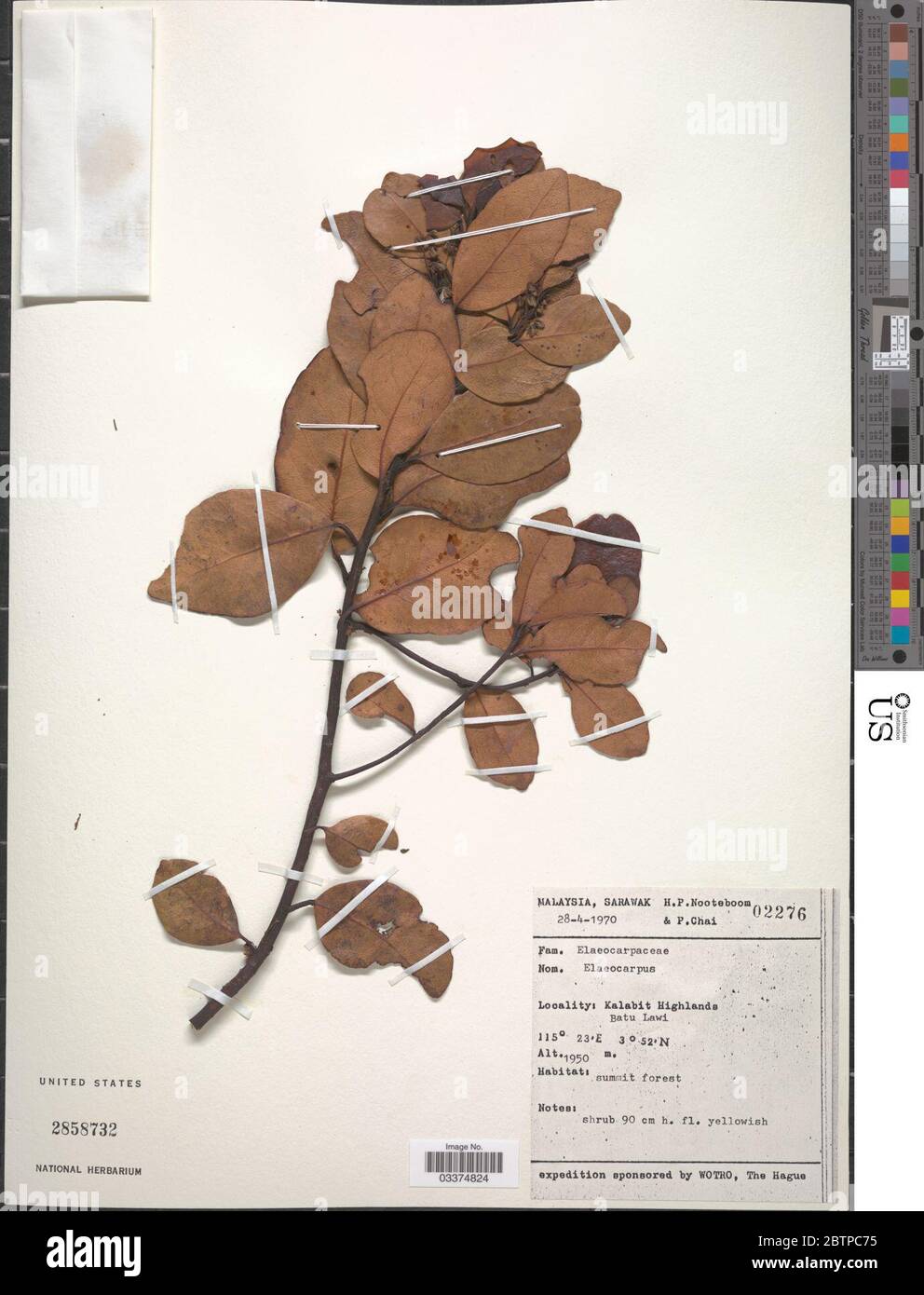 Elaeocarpus sp hi-res stock photography and images - Alamy