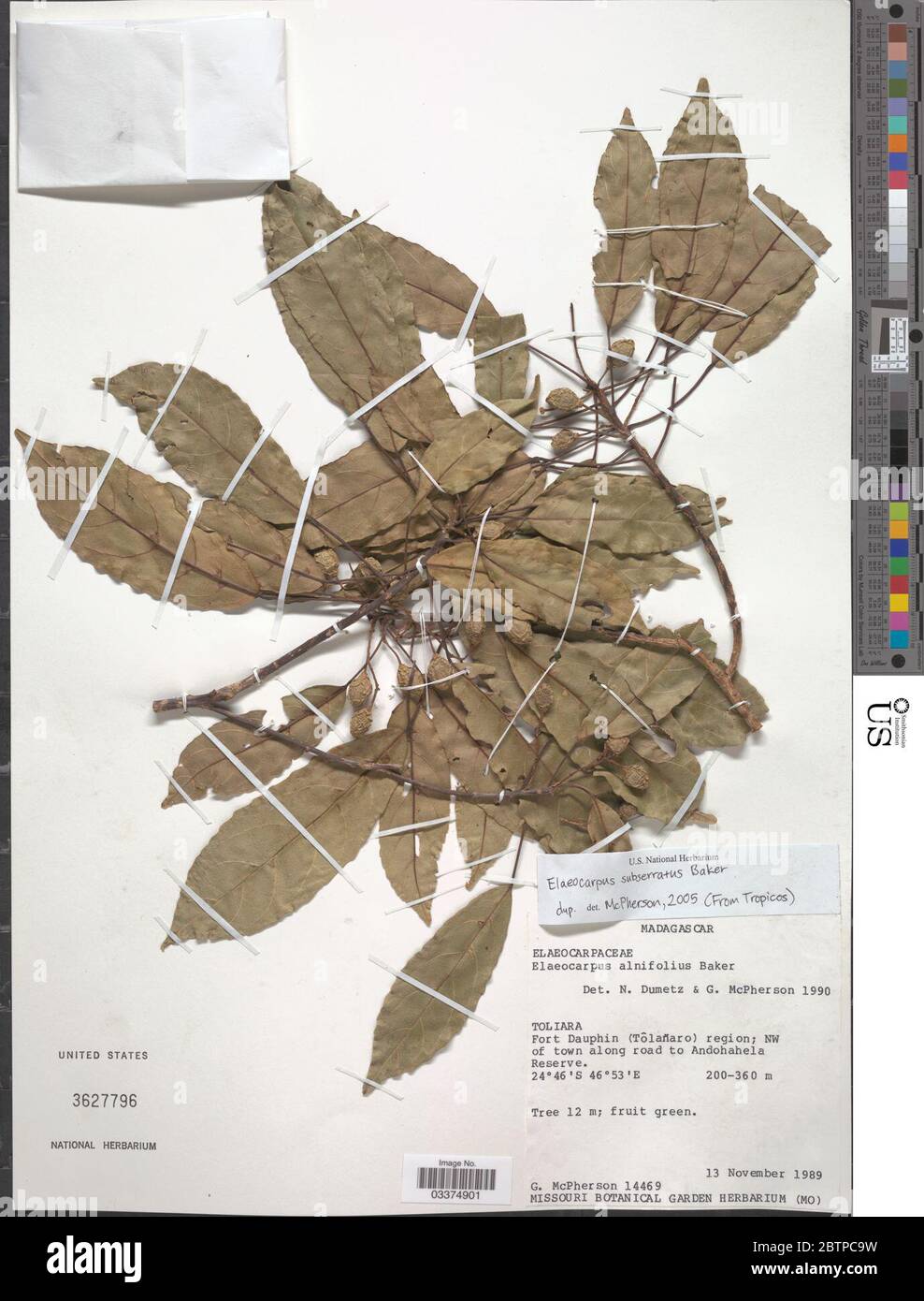 Elaeocarpus seed hi-res stock photography and images - Alamy