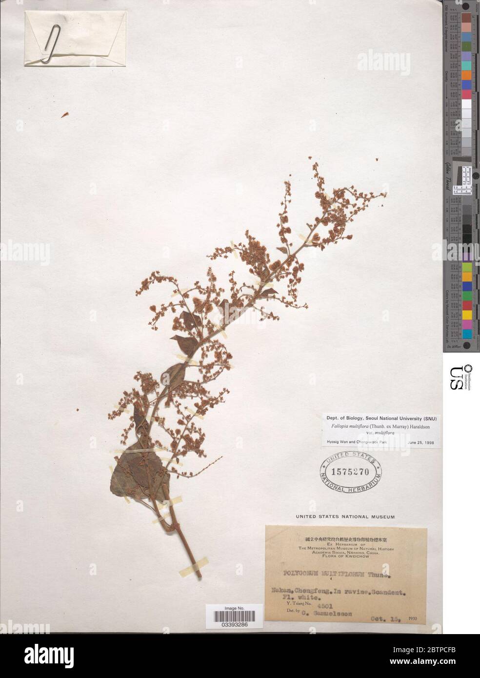 Fallopia multiflora hi-res stock photography and images - Alamy