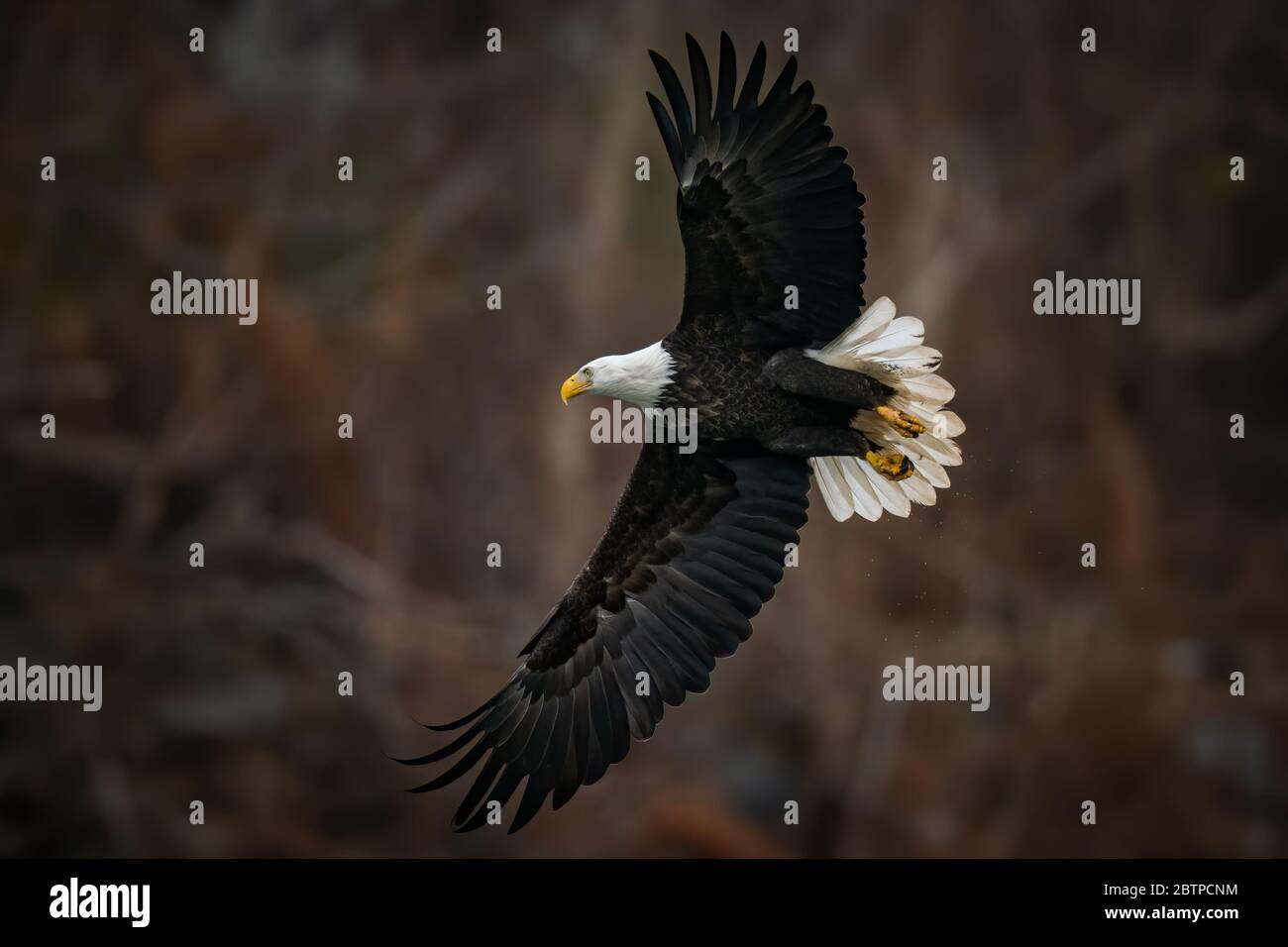 Full body side view of a Bald Eagle flying and spreading wings wide ...