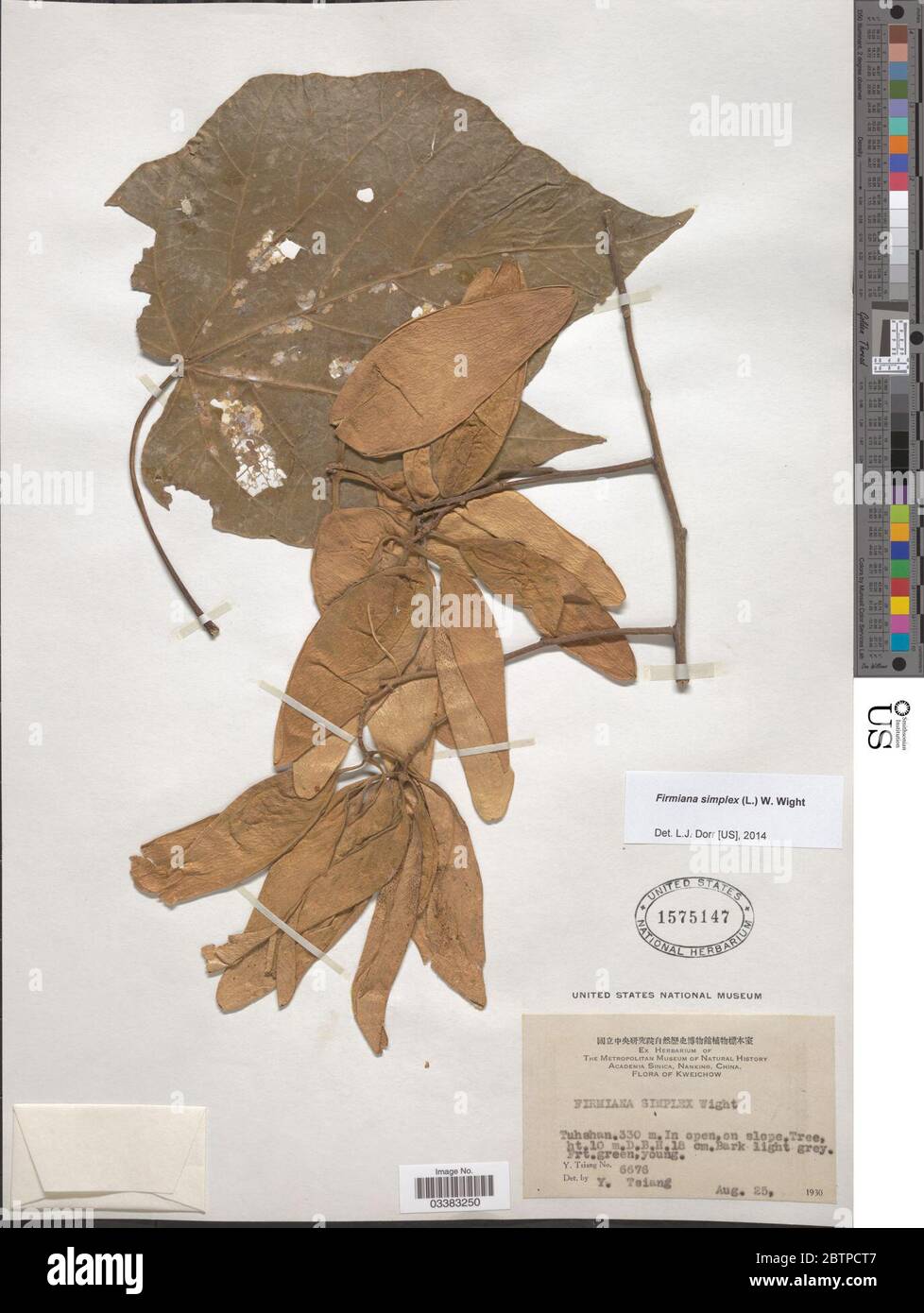 Firmiana simplex hi-res stock photography and images - Alamy