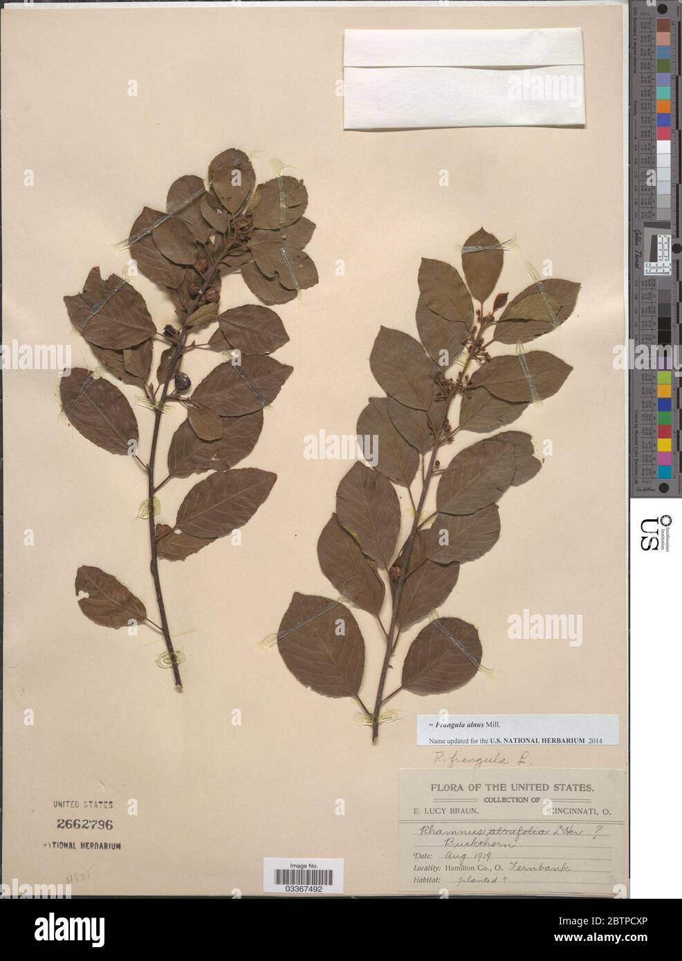 Frangula alnus alder buckthorn hi-res stock photography and images - Alamy