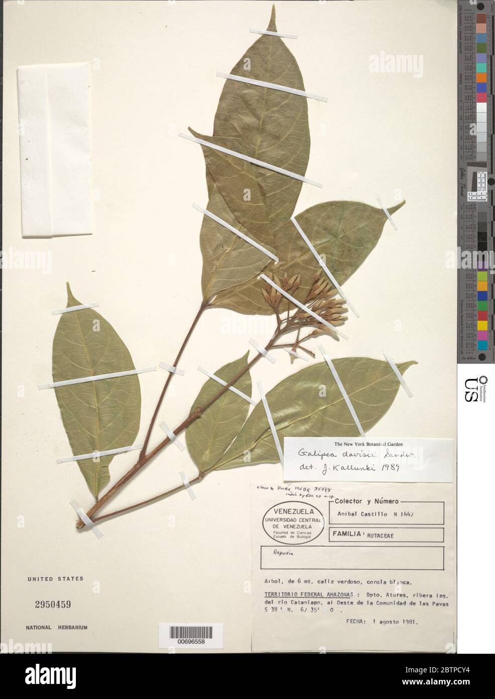 Galipea hi-res stock photography and images - Alamy