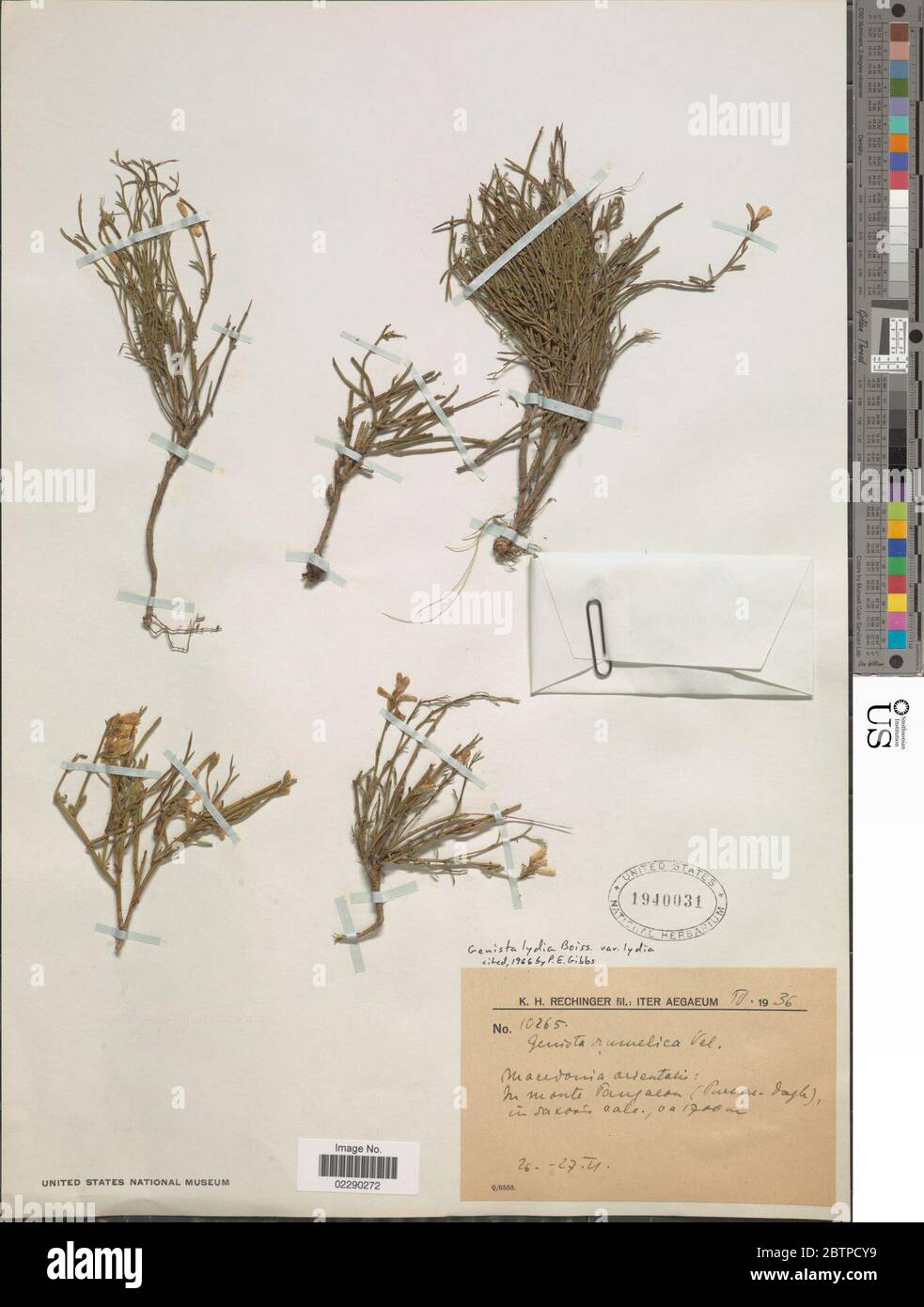 Genista lydia hi-res stock photography and images - Alamy