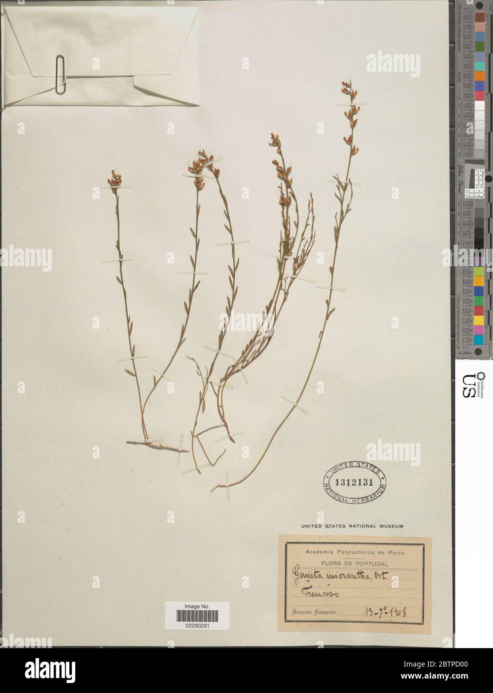 Genista micrantha hi-res stock photography and images - Alamy