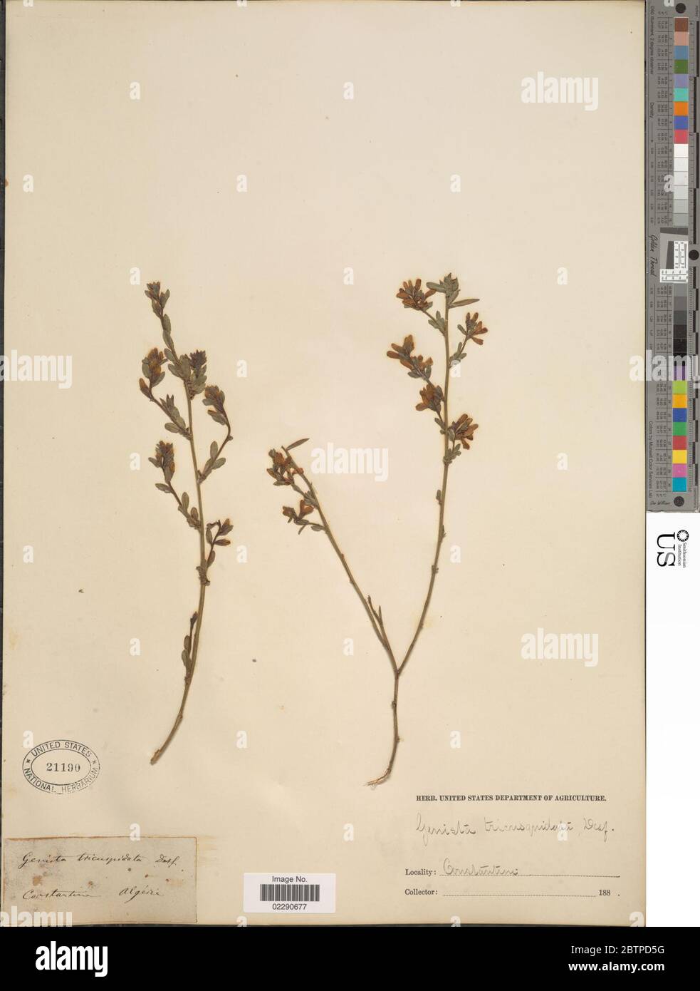 Genista tricuspidata hi-res stock photography and images - Alamy