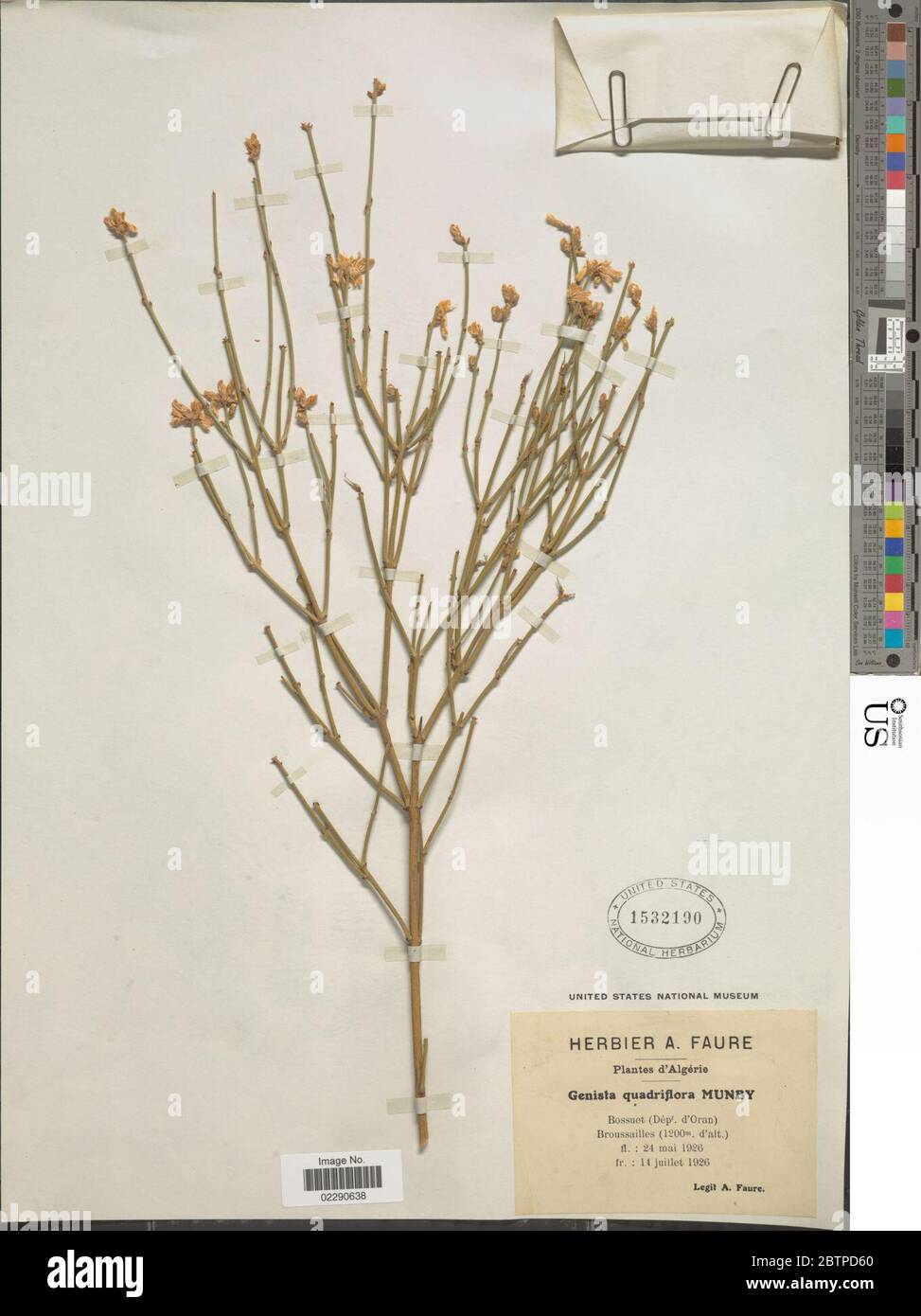 Genista quadriflora Munby Stock Photo - Alamy