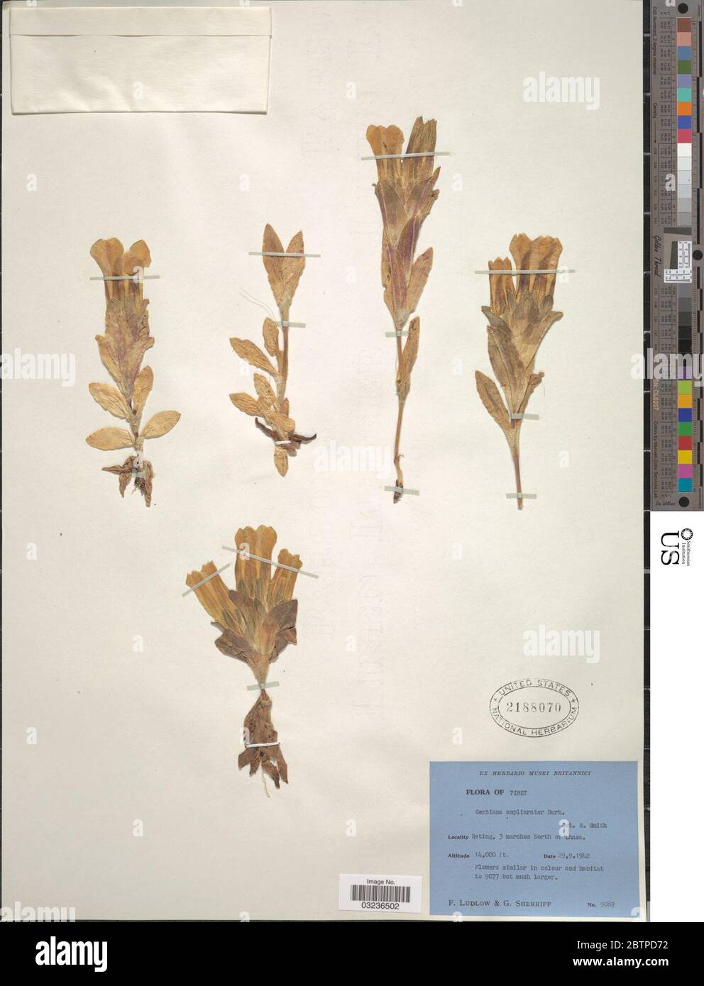 Gentiana amplicrater Burkill Stock Photo - Alamy