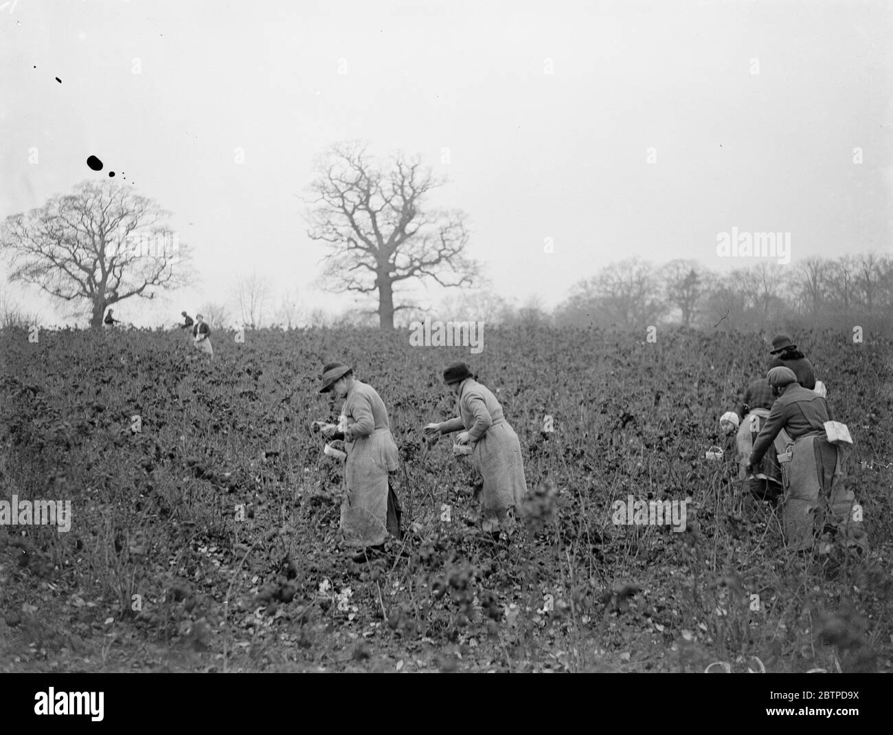 December raspberries . 1934 Stock Photo - Alamy