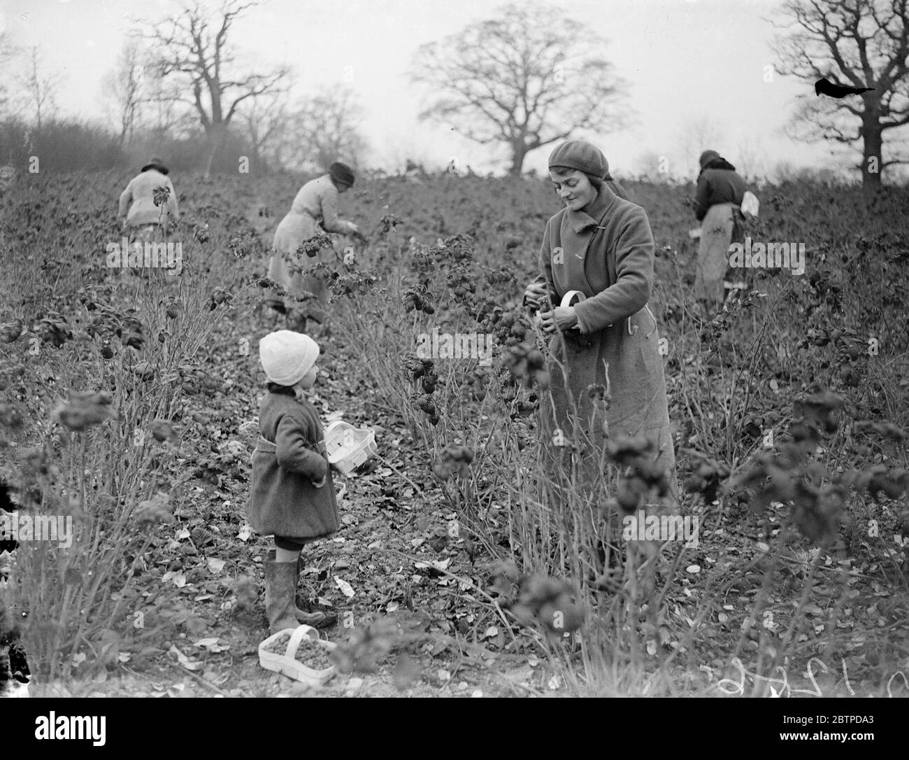 December raspberries . 1934 Stock Photo - Alamy