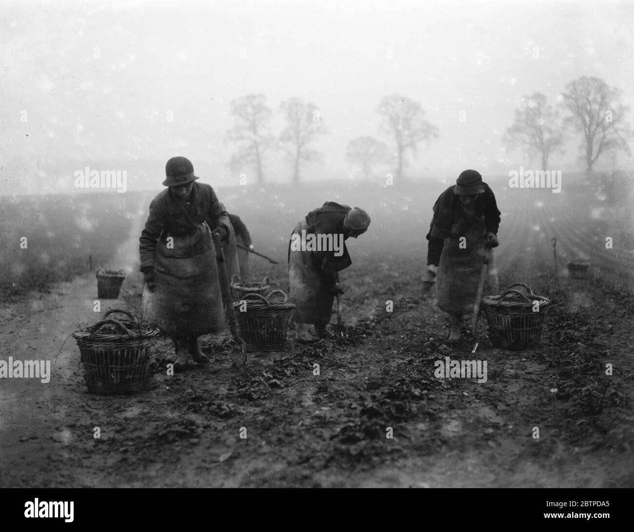 Women field workers . 1934 Stock Photo - Alamy