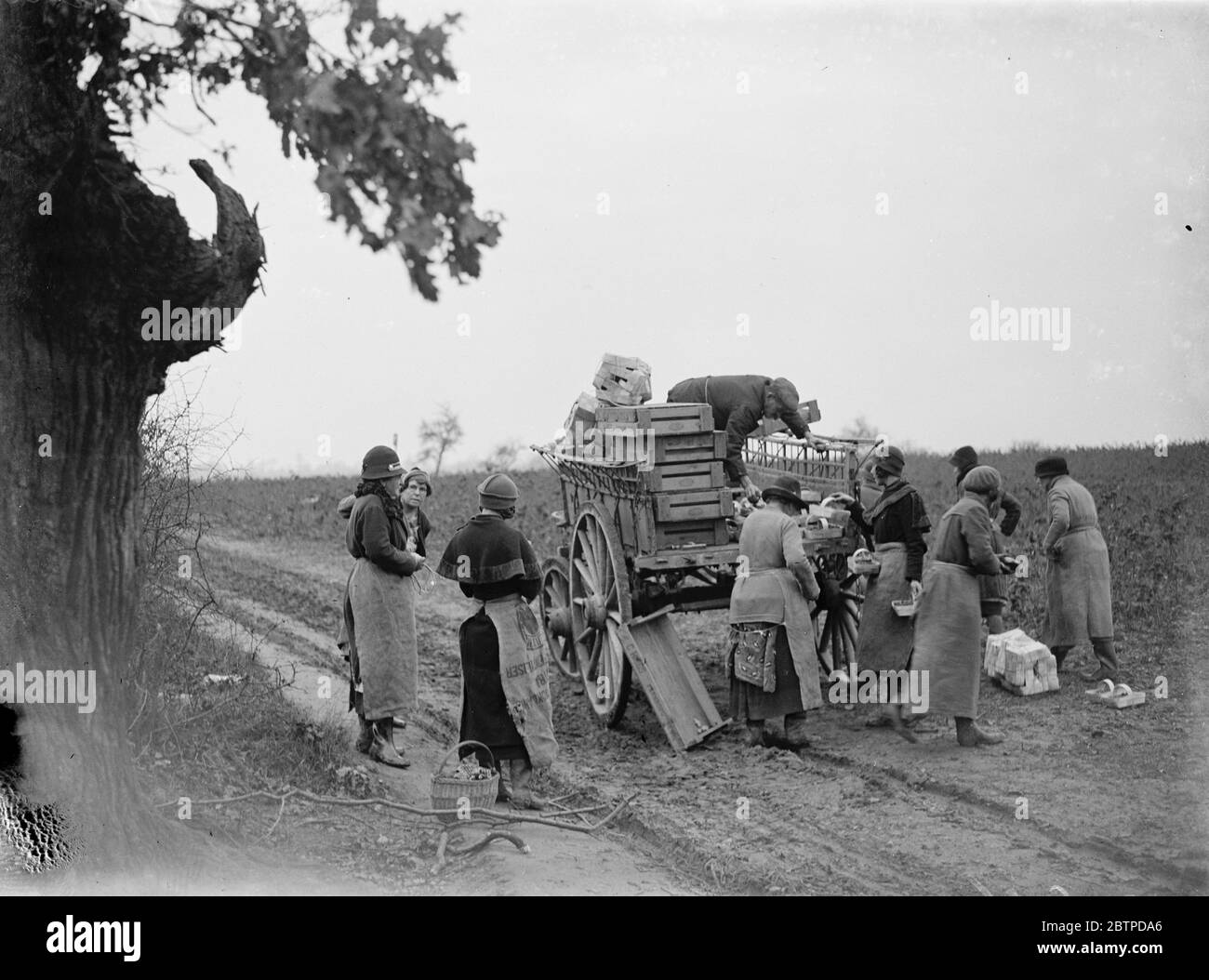 December raspberries . 1934 Stock Photo - Alamy