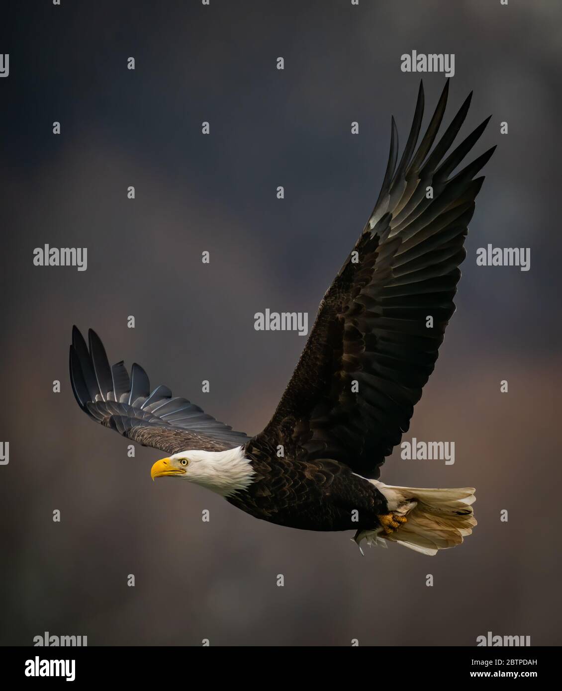 Bald eagle flying close up hi-res stock photography and images - Alamy