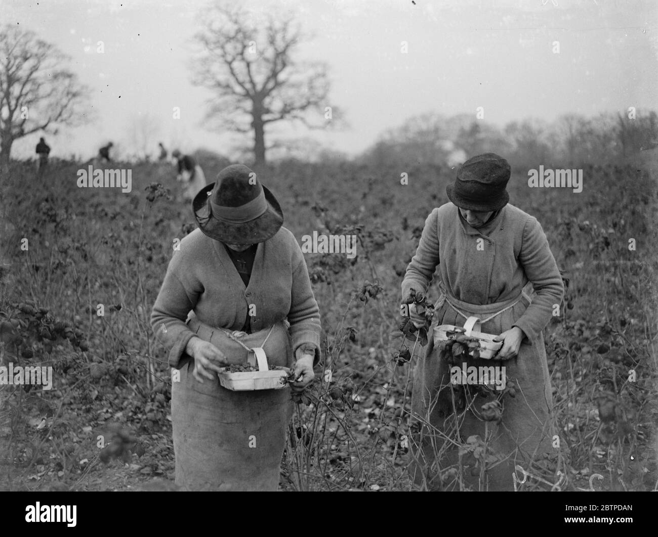 December raspberries . 1934 Stock Photo - Alamy