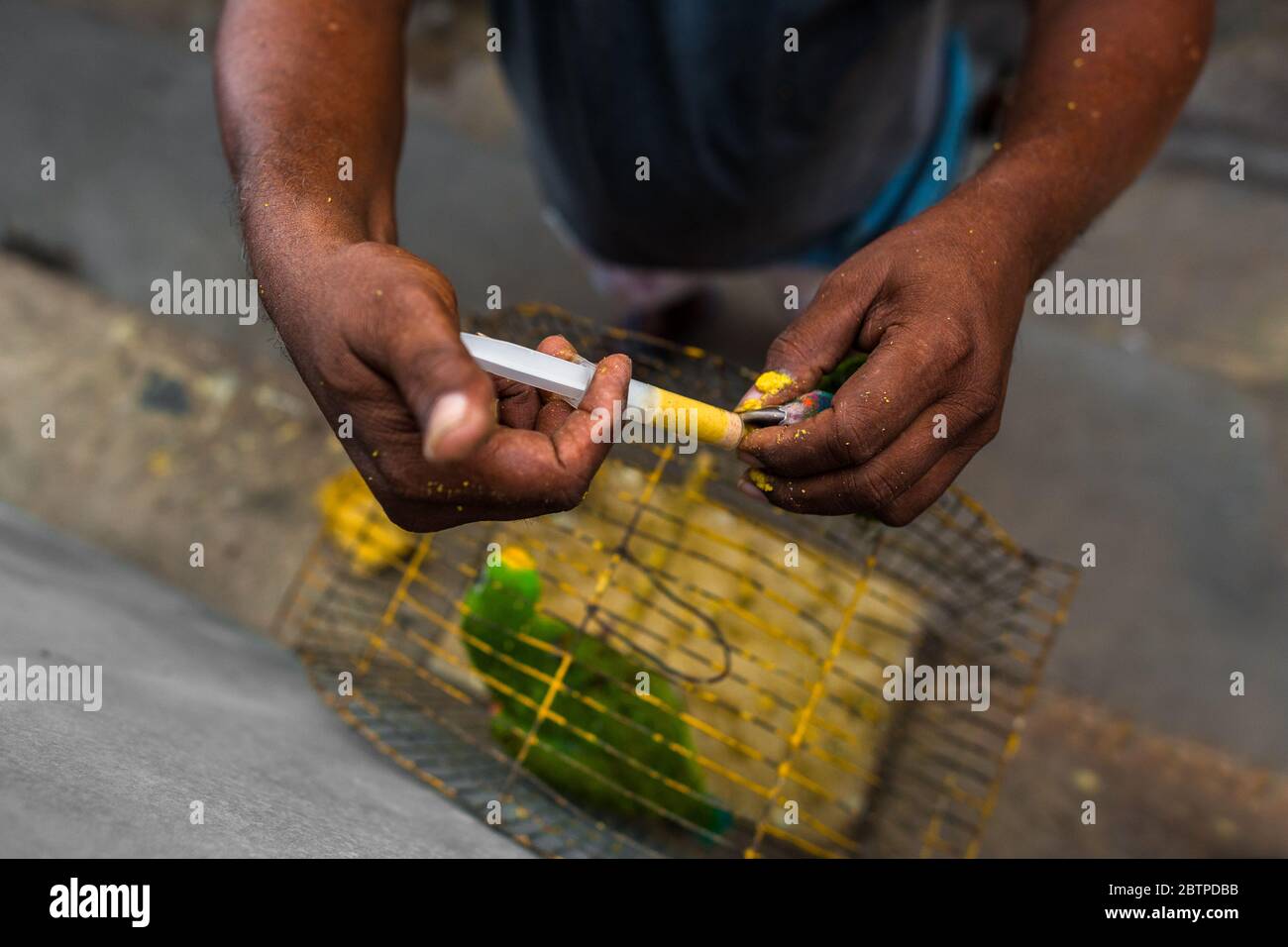 A Colombian bird vendor force-feeds an Amazon parrot, injecting liquid ...