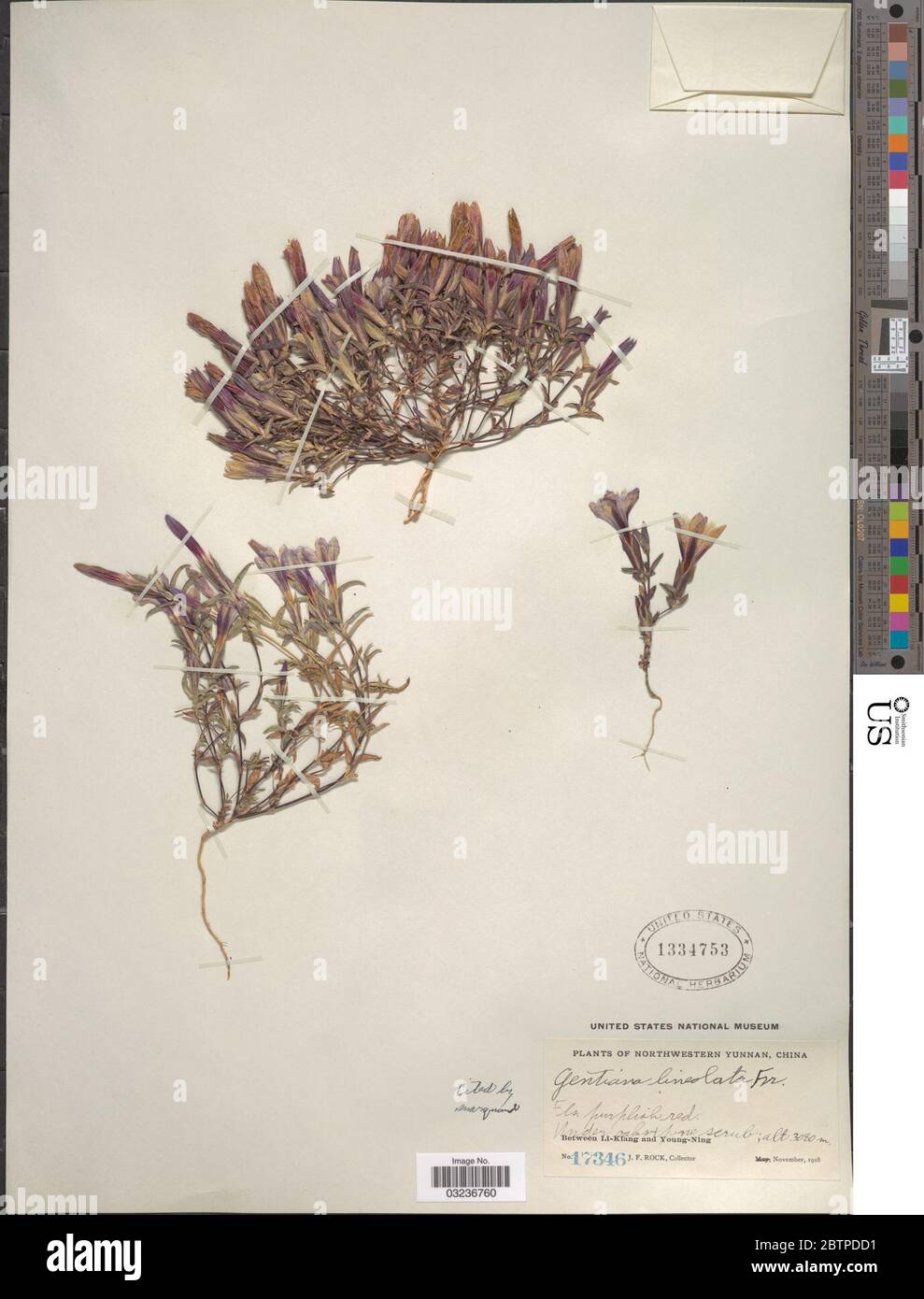 Lineolata hi-res stock photography and images - Alamy