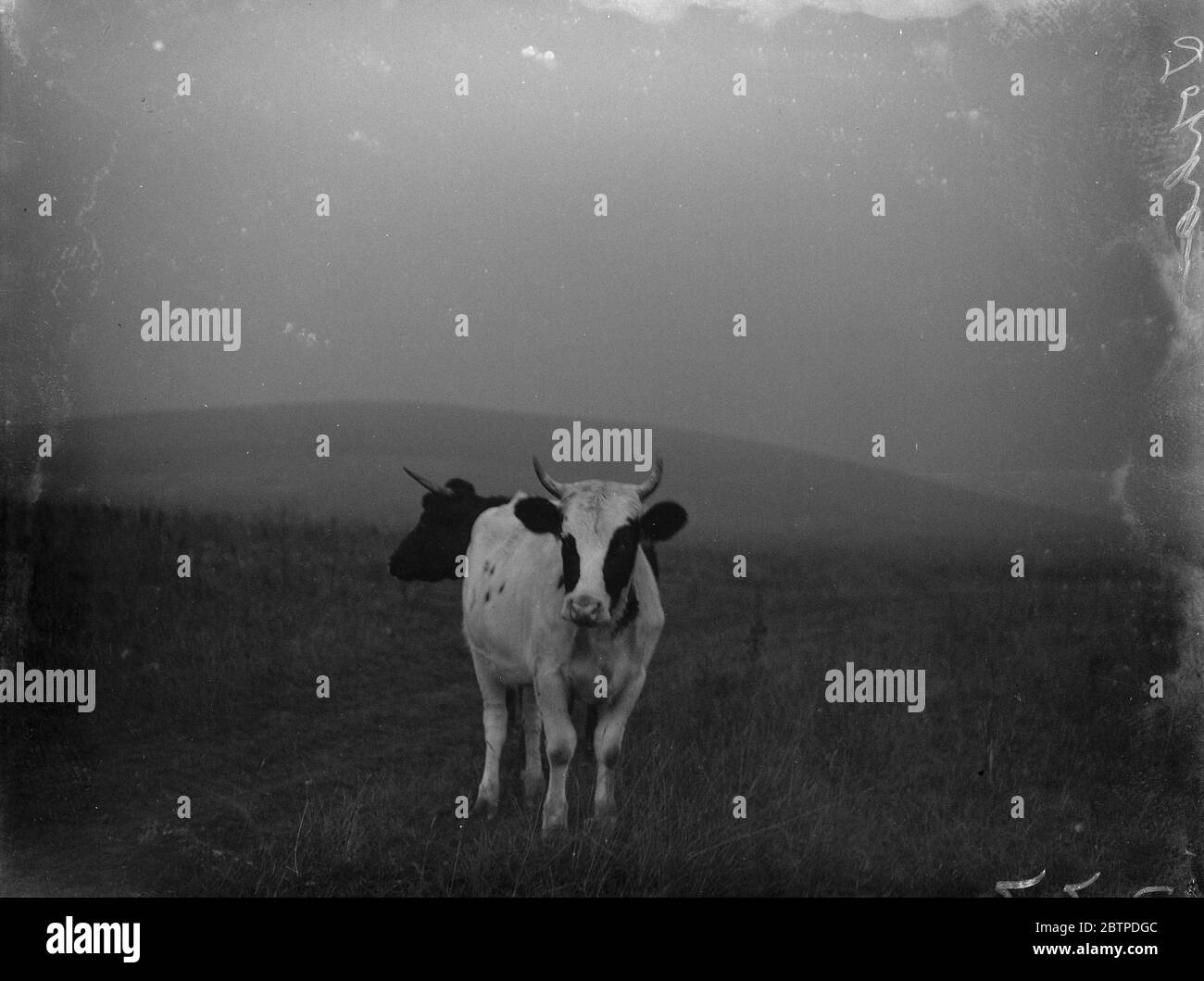 Double head cow . 1934 Stock Photo - Alamy