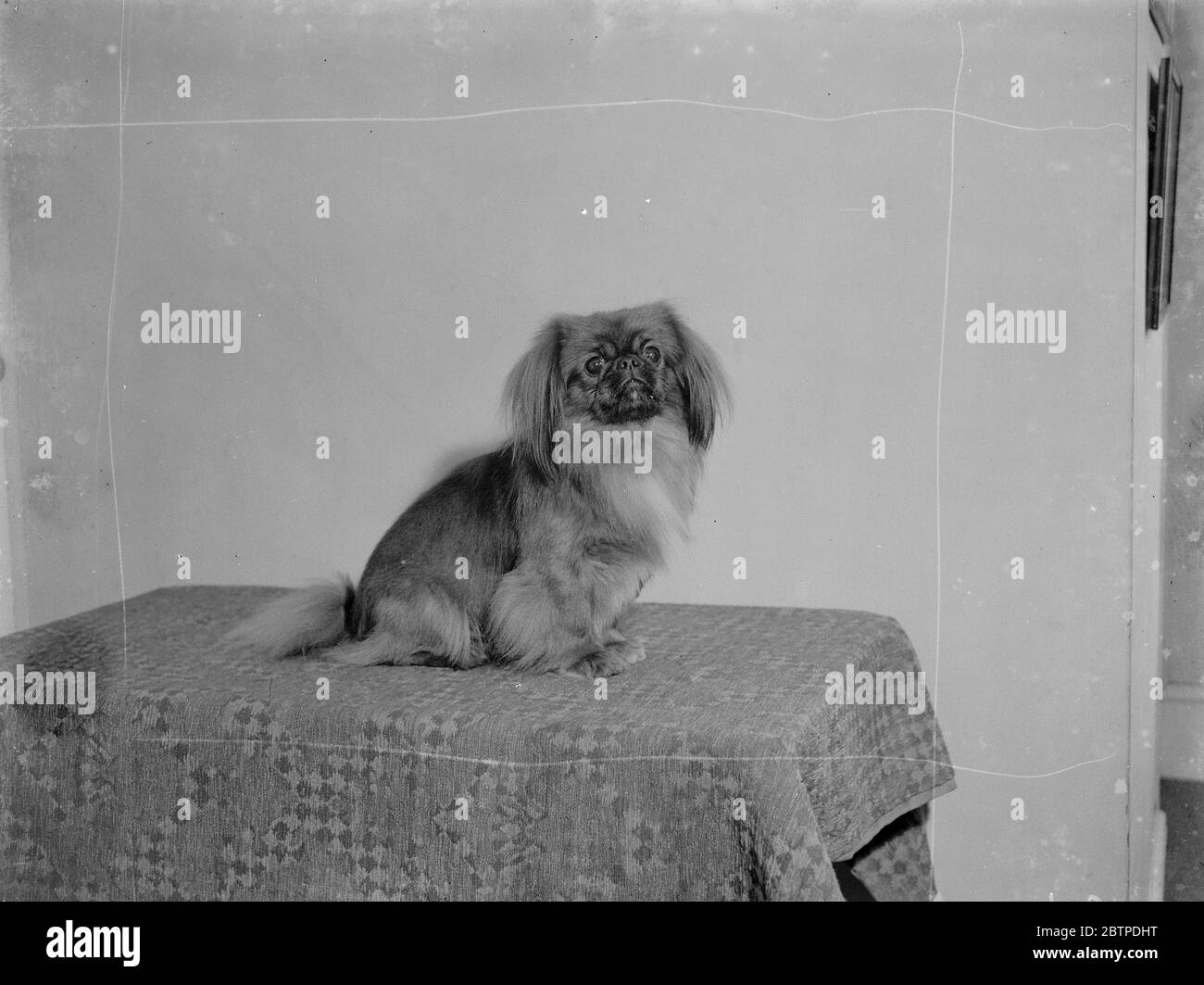 Paterson dog . 1934 Stock Photo - Alamy
