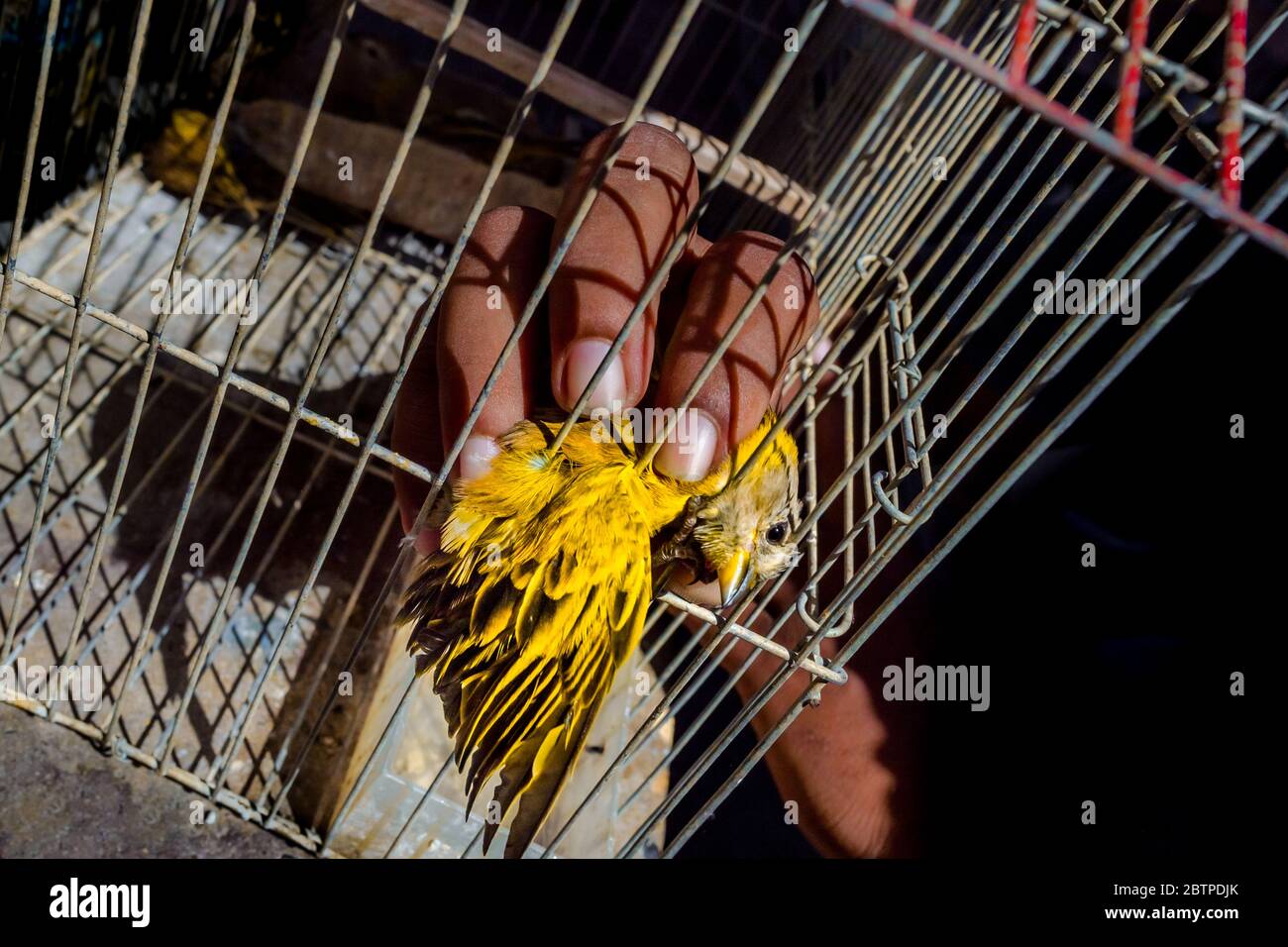 Hand with birdcage hi-res stock photography and images - Alamy