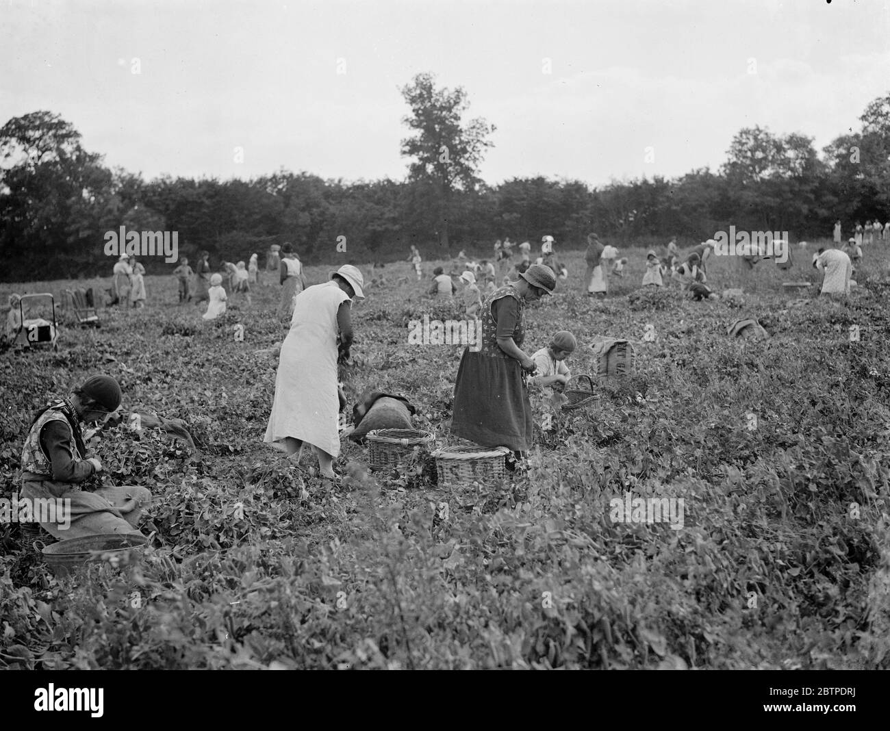 Pea picking in Swanscombe . 6 July 1937 Stock Photo - Alamy