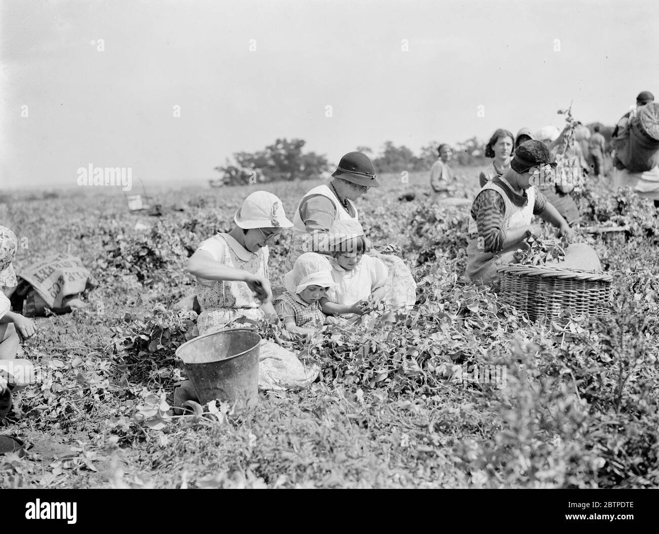 Pea picking in Swanscombe . 6 July 1937 Stock Photo - Alamy