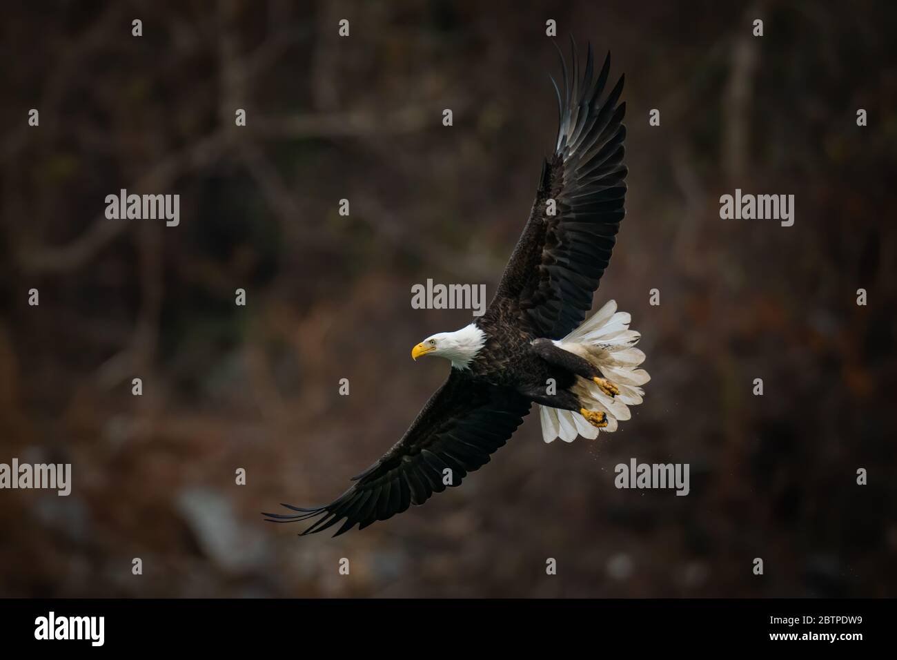 Majestic Eagle High Resolution Stock Photography and Images - Alamy