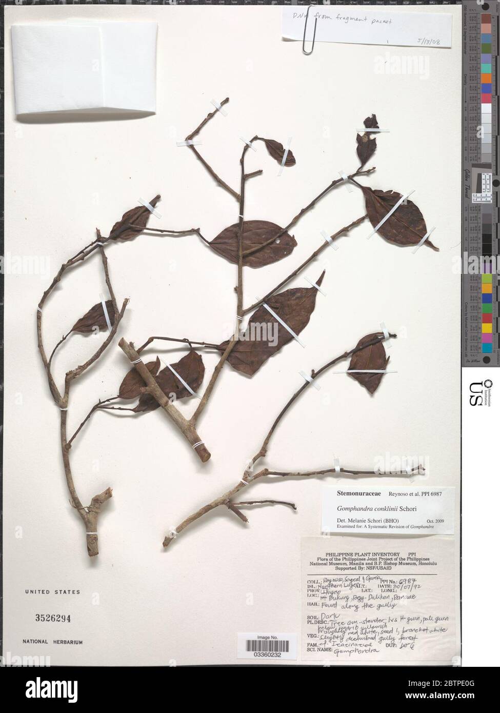 Gomphandra conklinii Schori Stock Photo - Alamy