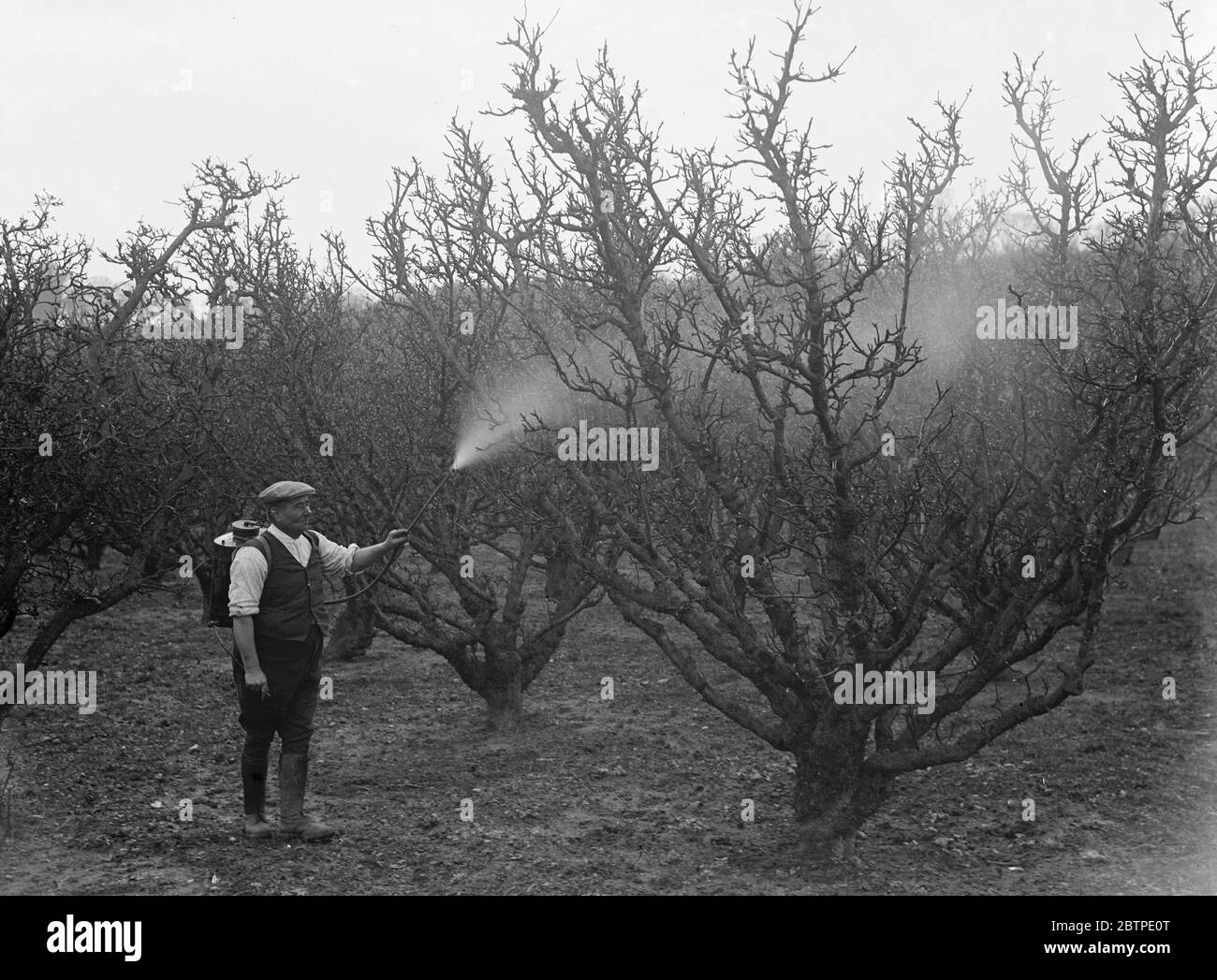 Spraying fruit orchard . 1935 Stock Photo - Alamy