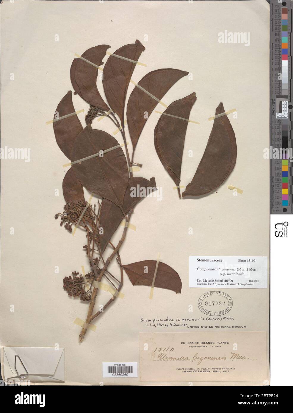 Gomphandra luzoniensis Merr Merr Stock Photo - Alamy