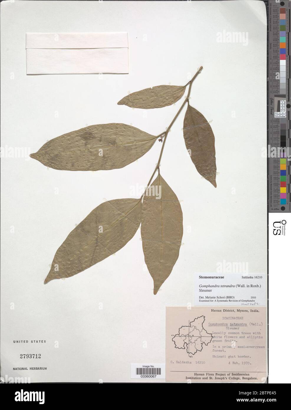 Gomphandra hi-res stock photography and images - Alamy