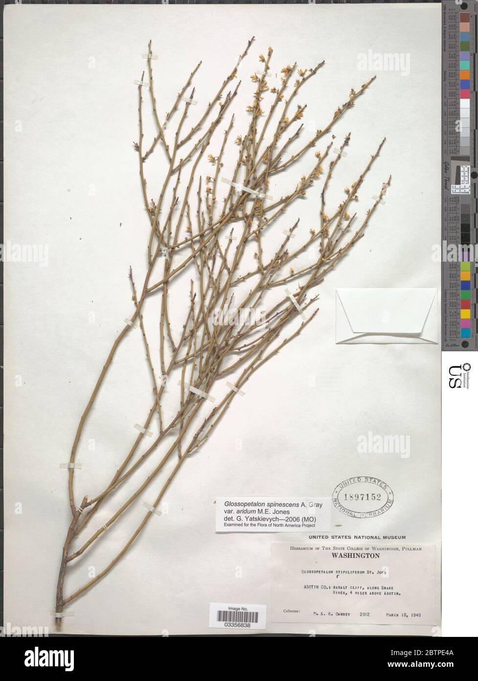 Spinescens hi-res stock photography and images - Alamy