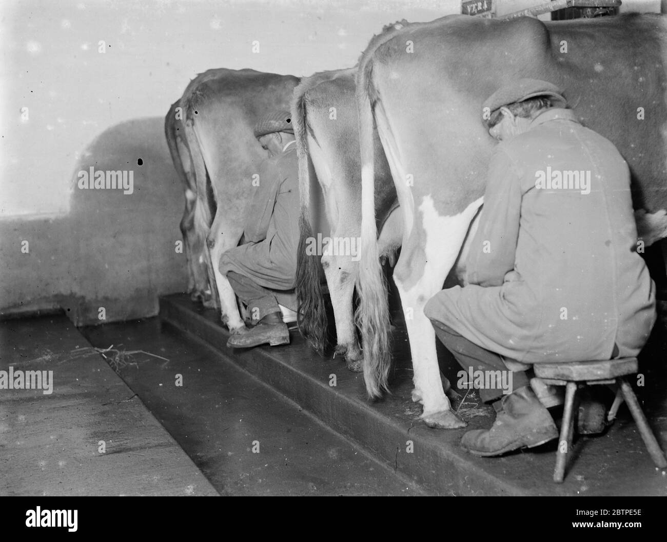 Milking stool hi-res stock photography and images - Alamy