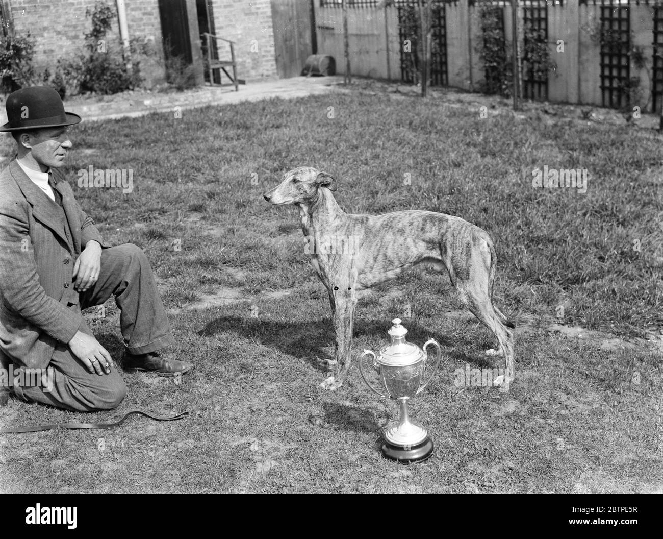Crayford greyhound champion . 1935 Stock Photo - Alamy