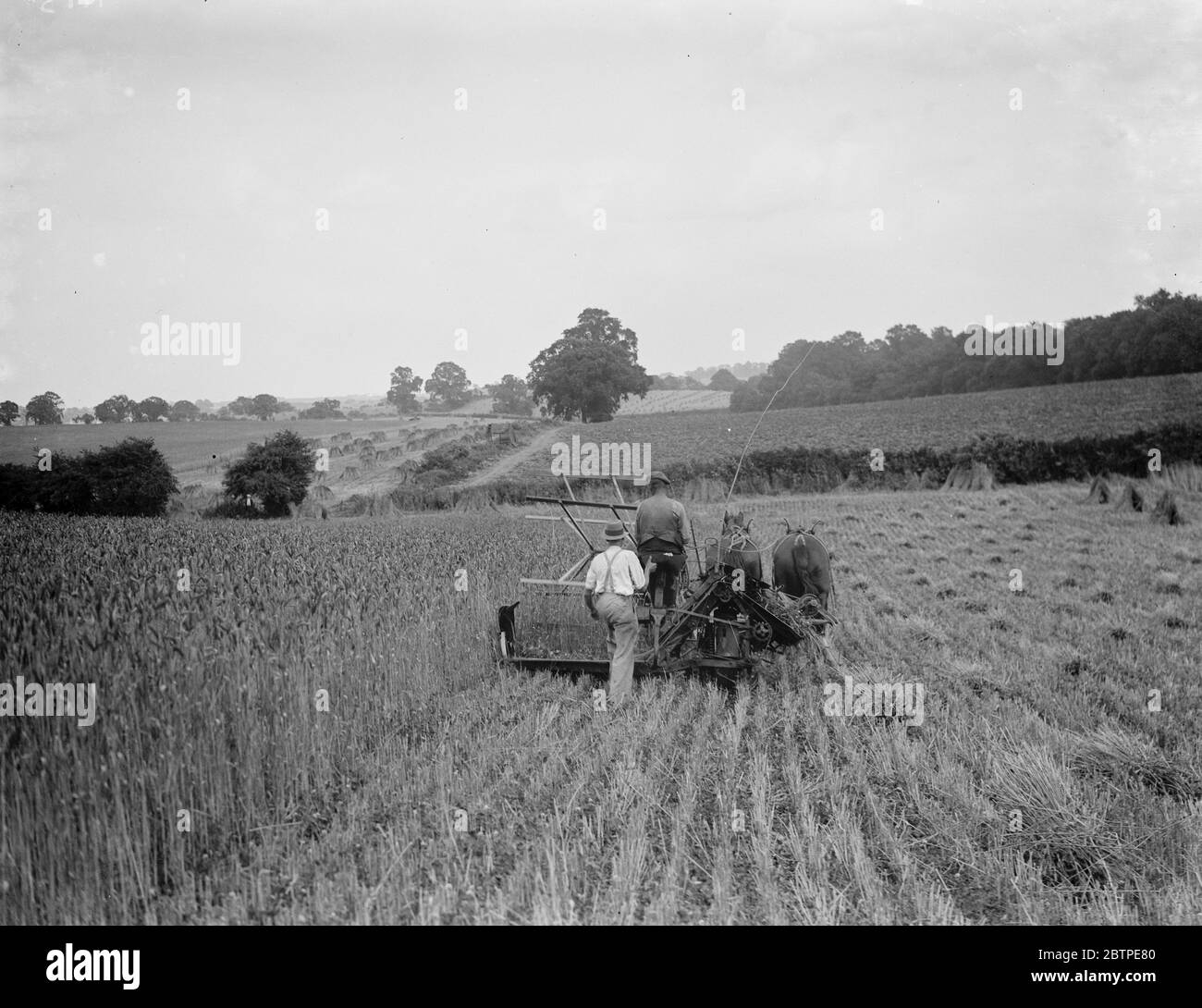 Harvesting . 1937 Stock Photo - Alamy
