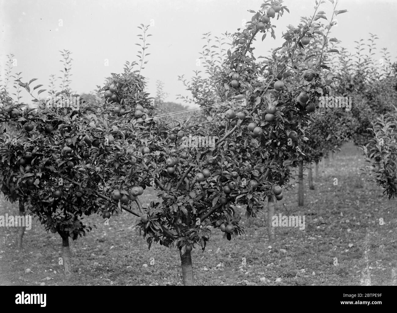 Apple tree with Black and White Stock Photos & Images - Alamy