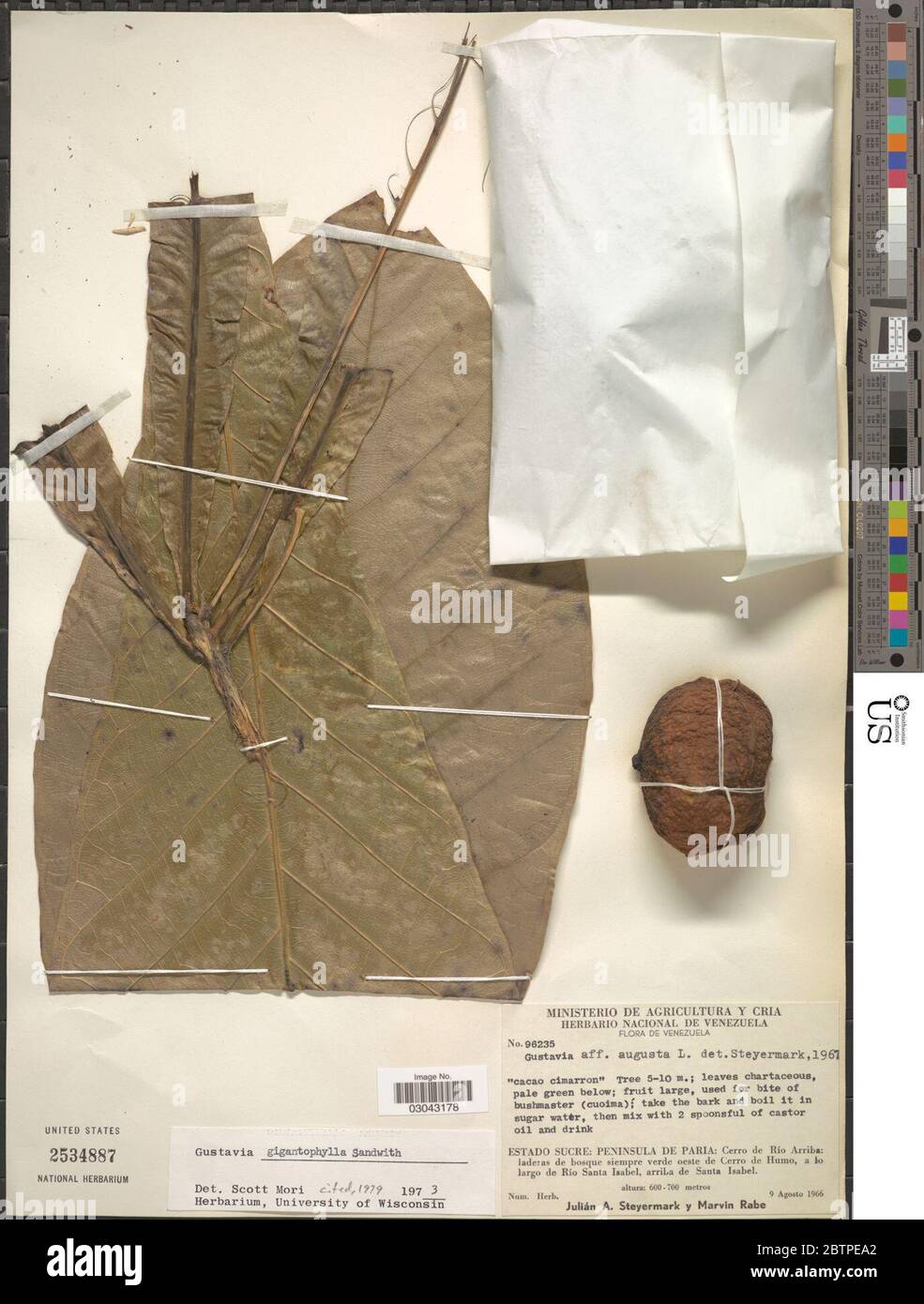 Gustavia gigantophylla Sandwith Stock Photo - Alamy