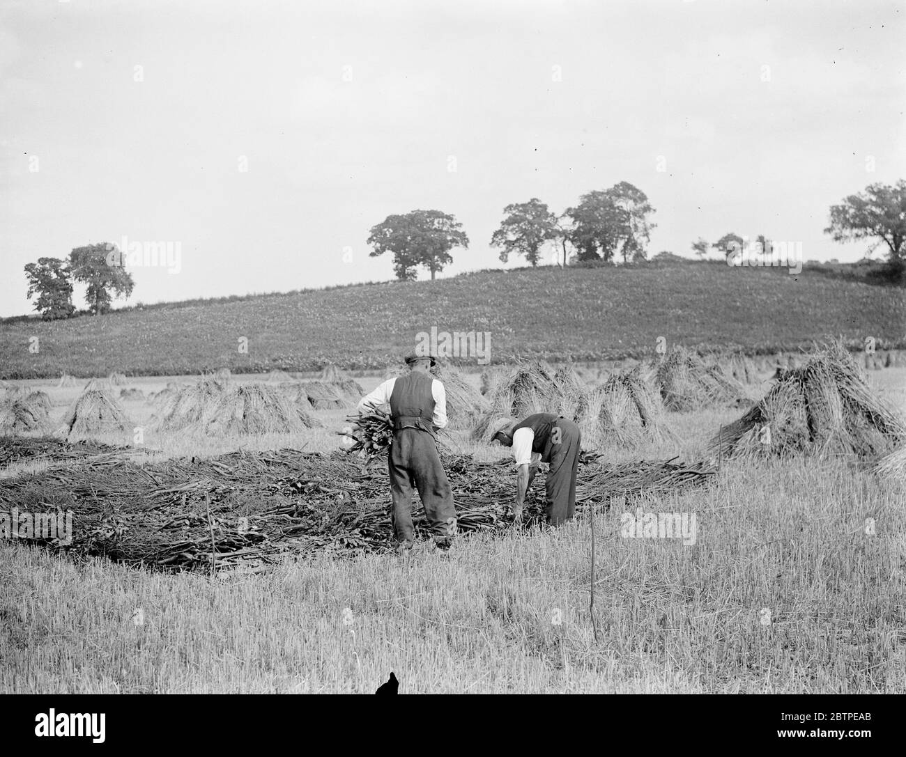 R harvest hi-res stock photography and images - Alamy