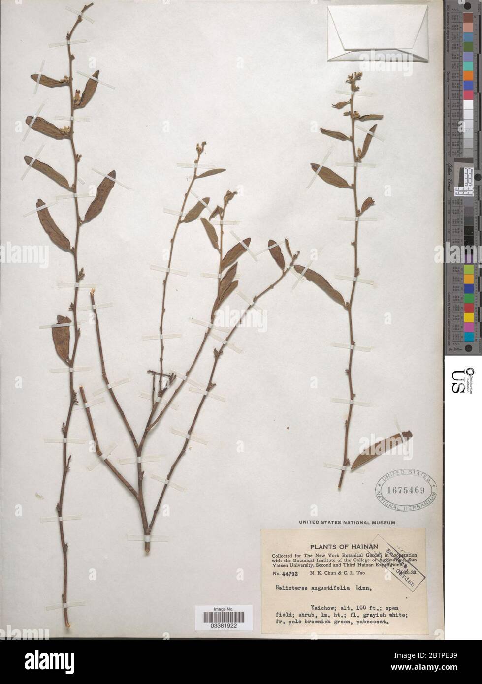 Helicteres angustifolia L Stock Photo - Alamy