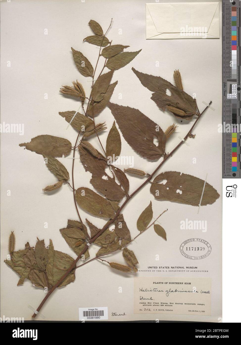 Helicteres glabriuscula Wall Stock Photo - Alamy