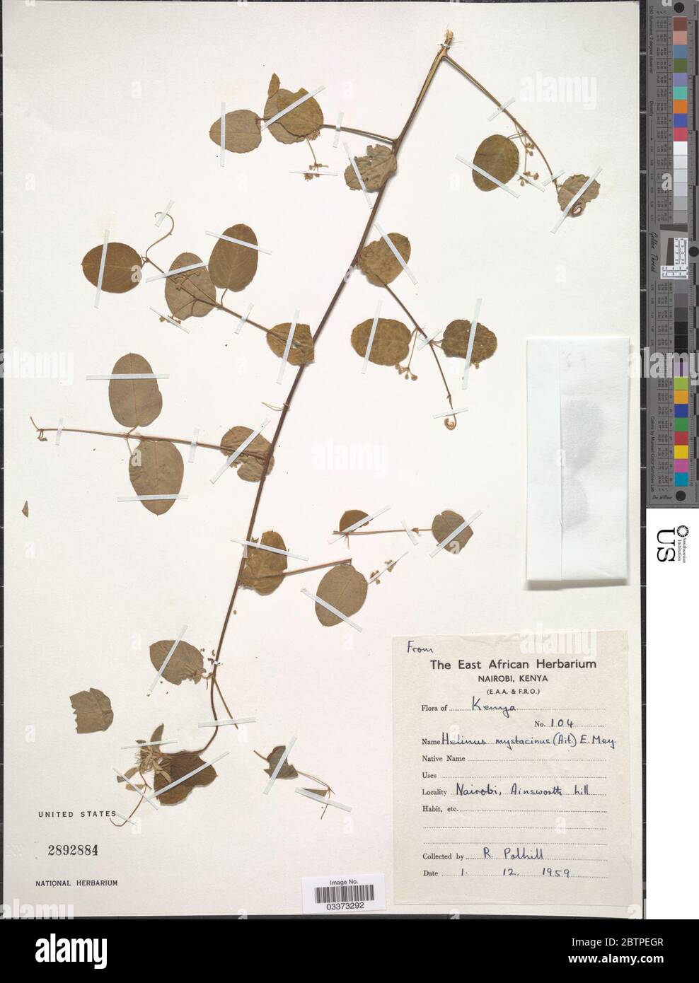 Mystacinus hi-res stock photography and images - Alamy