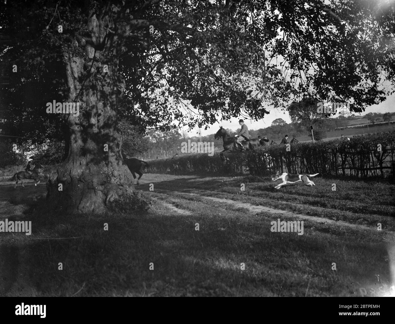 Horse jumping hedge hi-res stock photography and images - Alamy