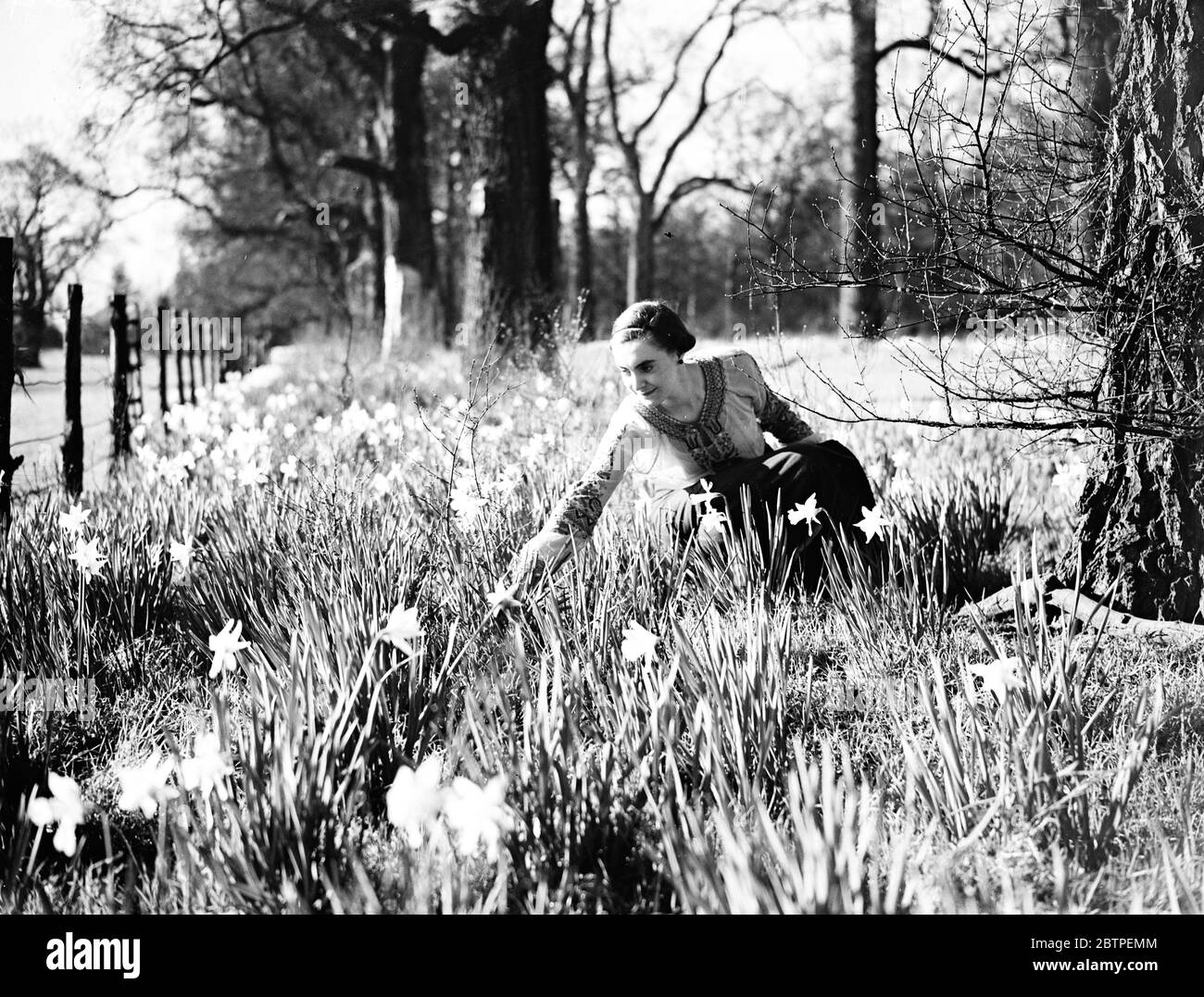 Daffodils 1935 Stock Photo Alamy daffodils-1935-stock-photo-alamy