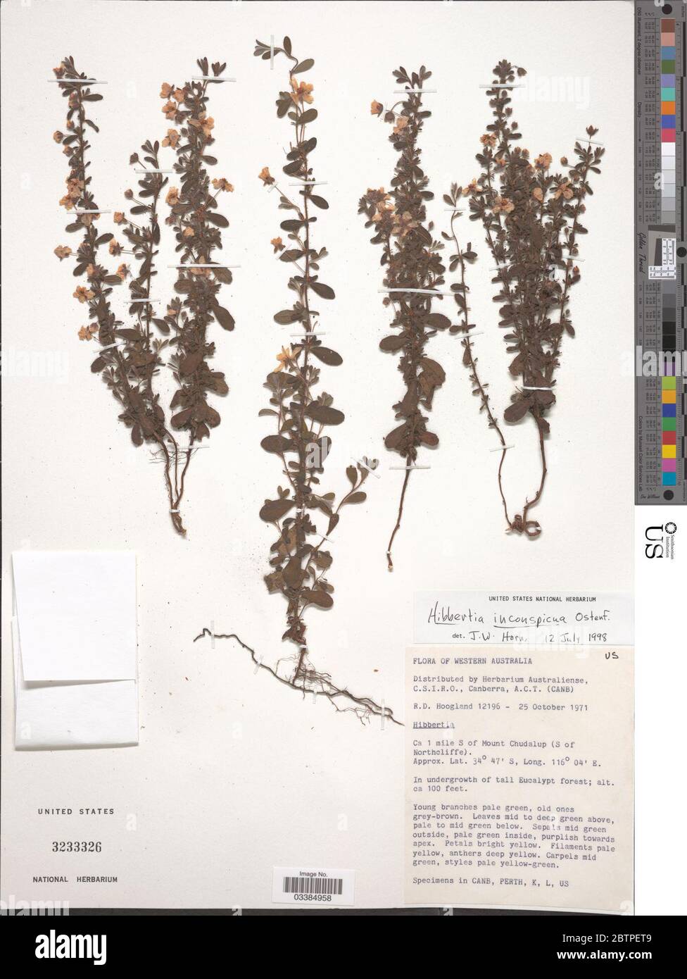 Hibbertia inconspicua Ostenf Stock Photo - Alamy