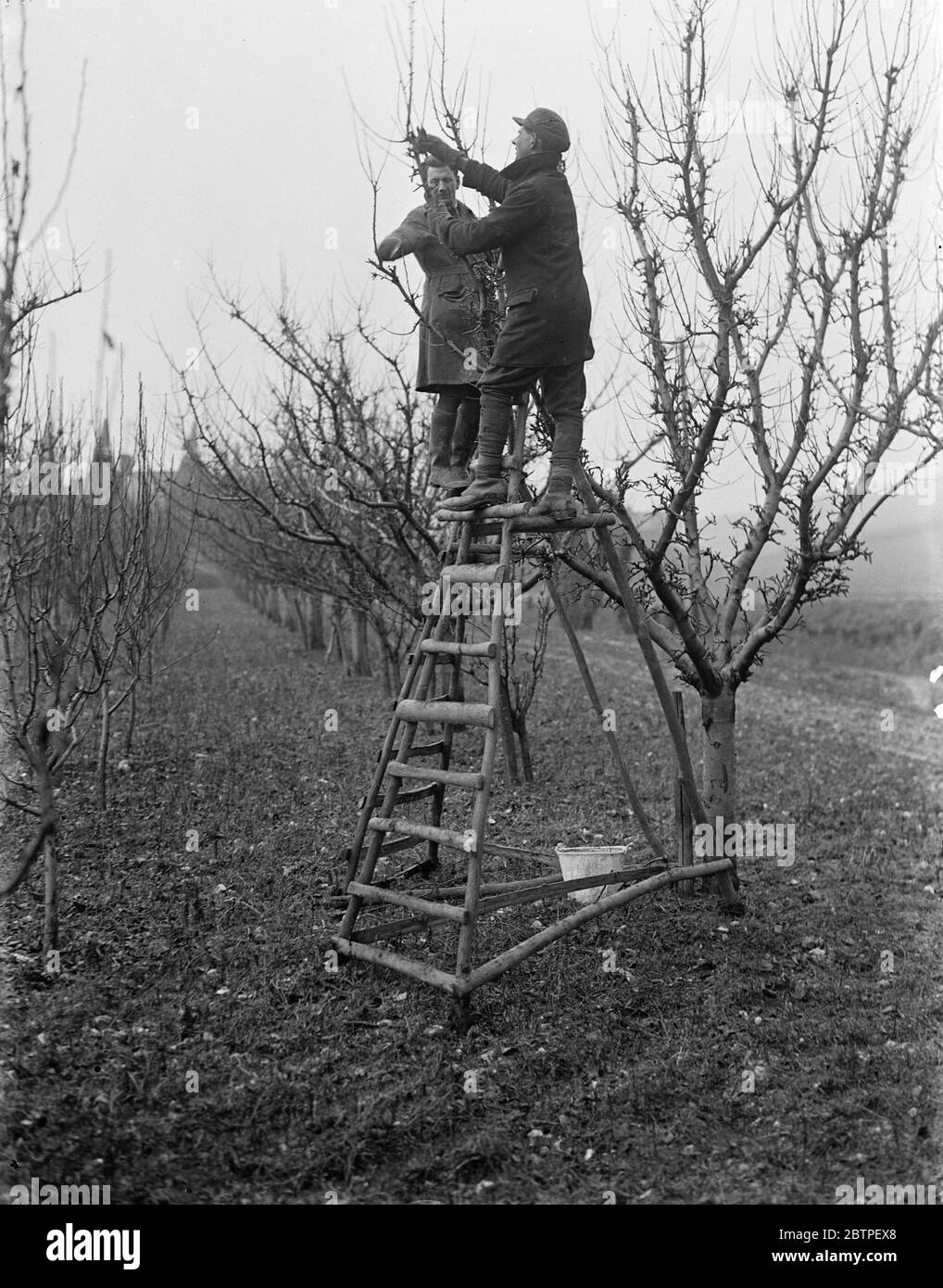 Pruning fruit trees hi-res stock photography and images - Alamy