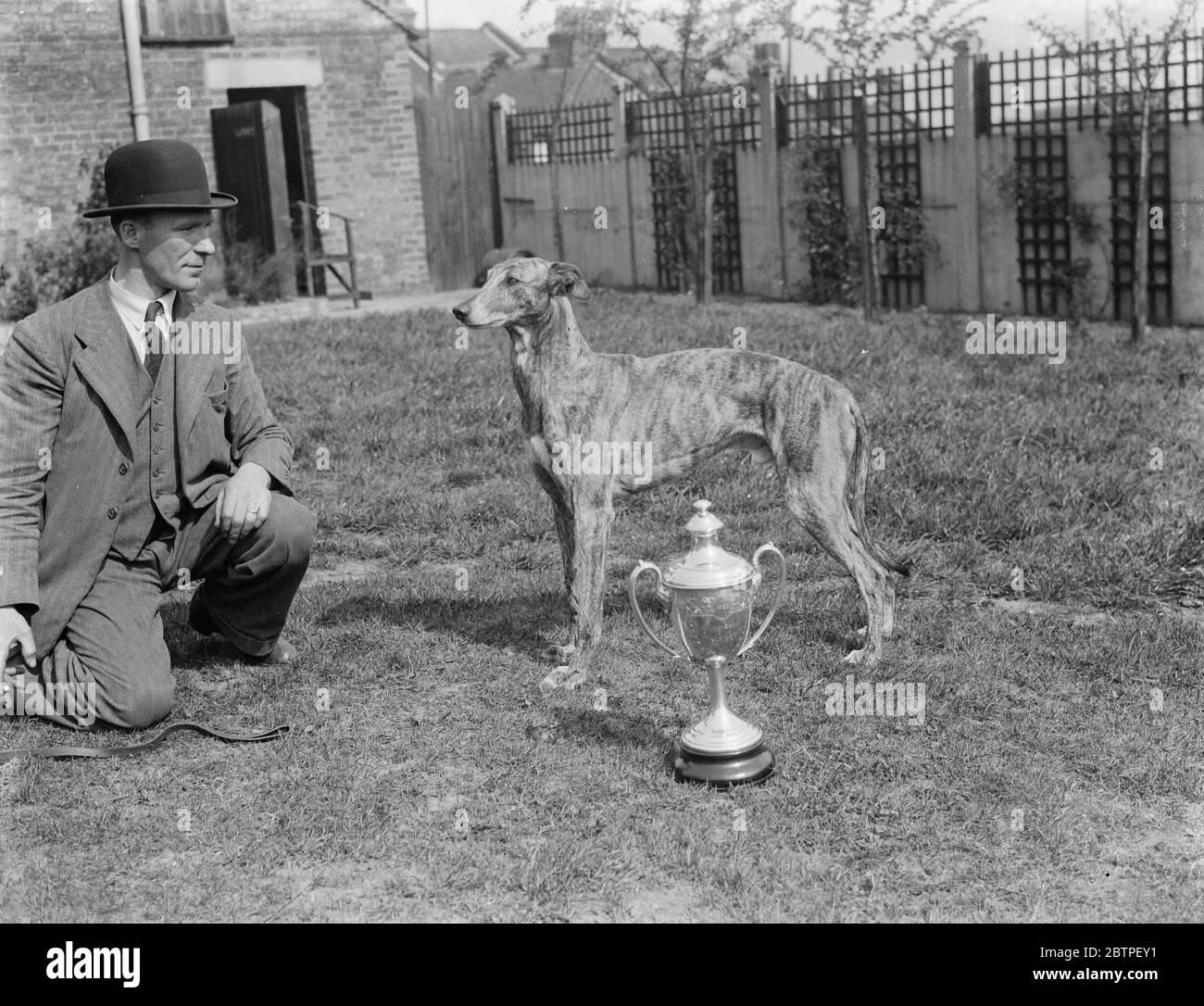 Prize greyhound , Crayford . 1935 Stock Photo - Alamy