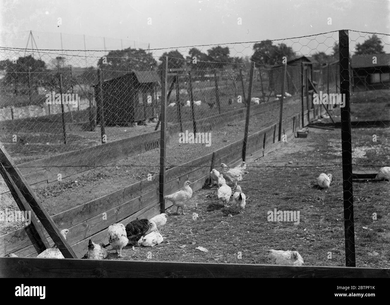 Poultry run . 1935 Stock Photo - Alamy
