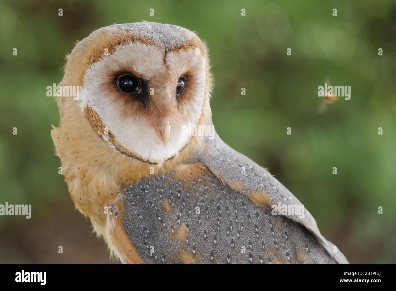 Barn owl is looking at the honey bee. Tyto alba. Bird of prey Stock ...
